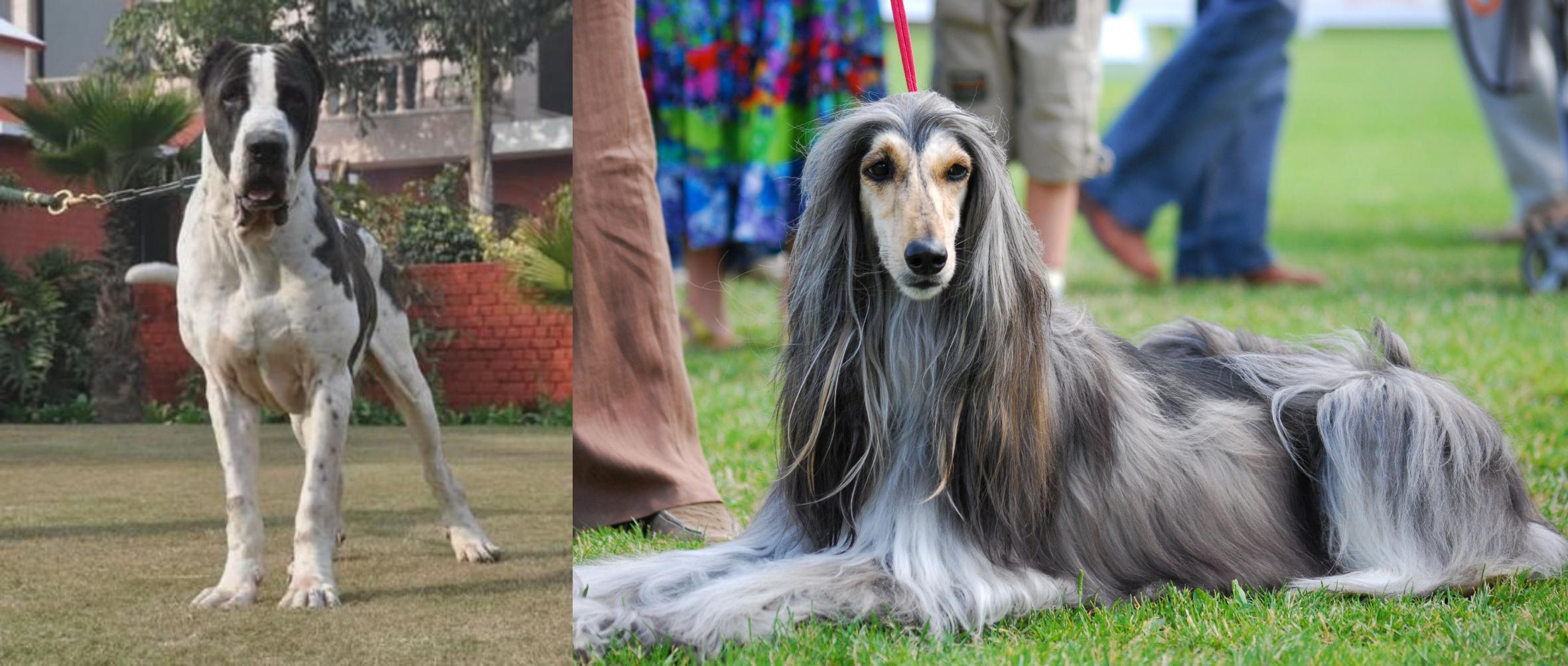 Alangu Mastiff vs Afghan Hound - Breed Comparison