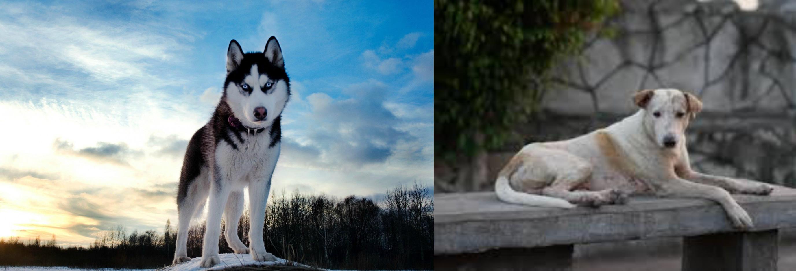 Alaskan Husky vs Askal - Breed Comparison | MyDogBreeds