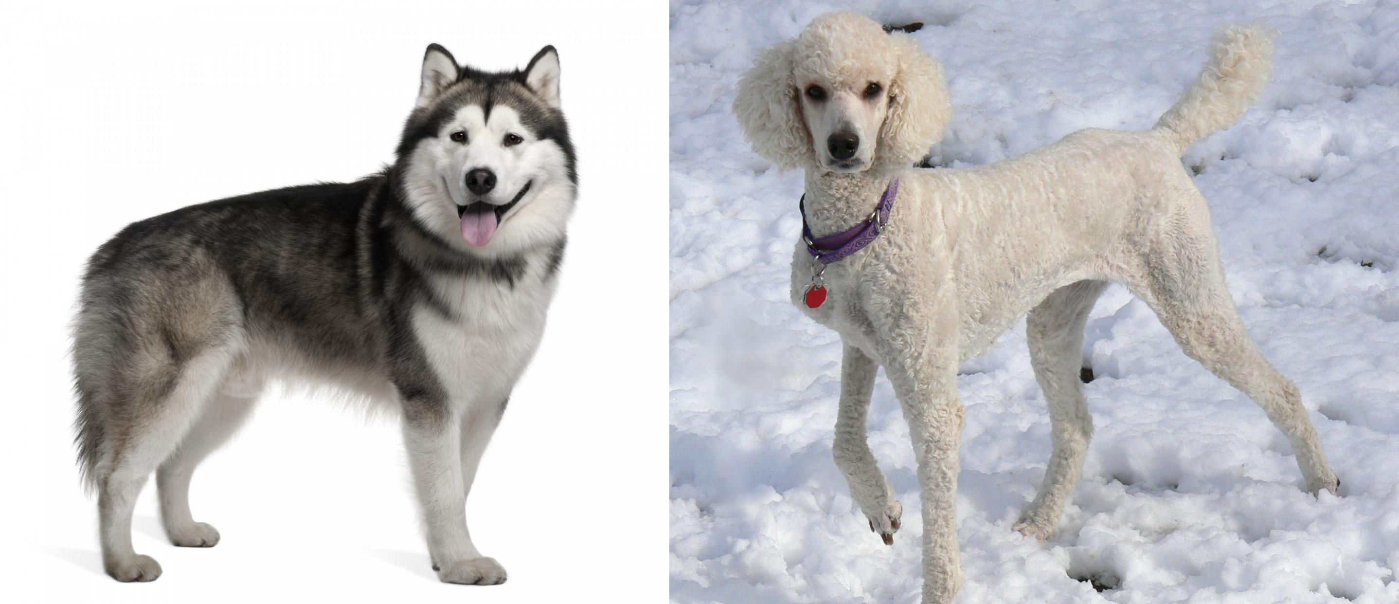 Alaskan Malamute vs Poodle - Breed Comparison | MyDogBreeds