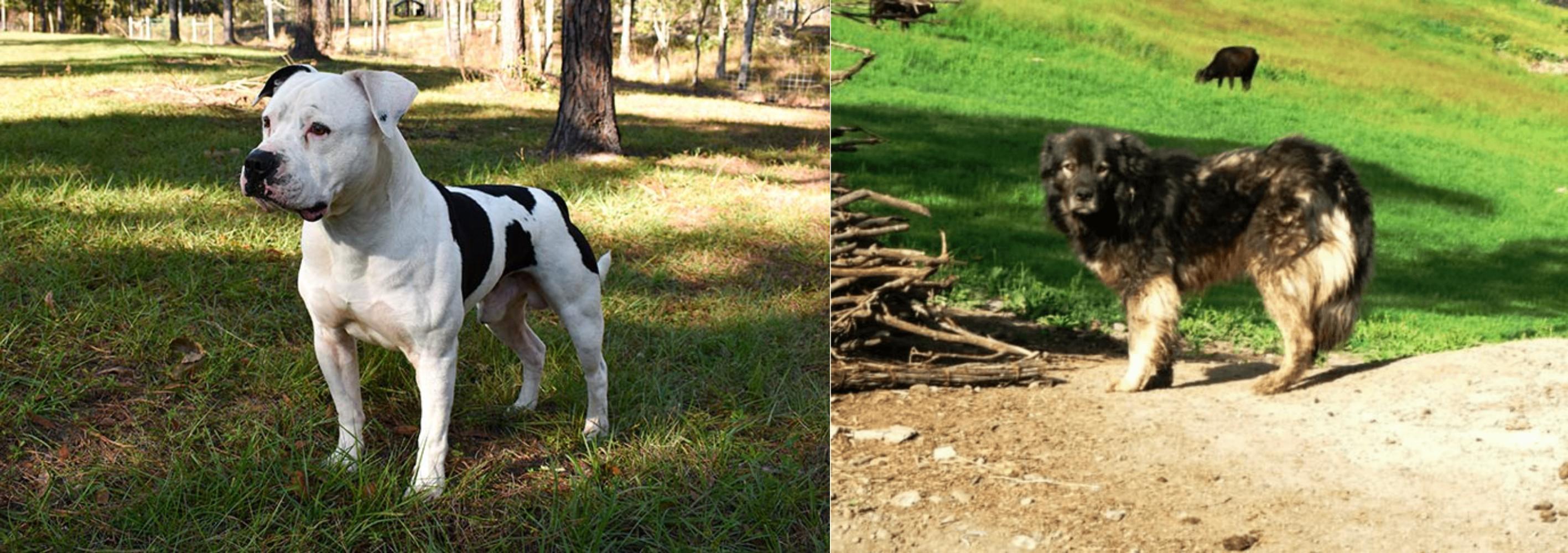 Kars Dog vs American Bulldog - Breed Comparison | Petzlover