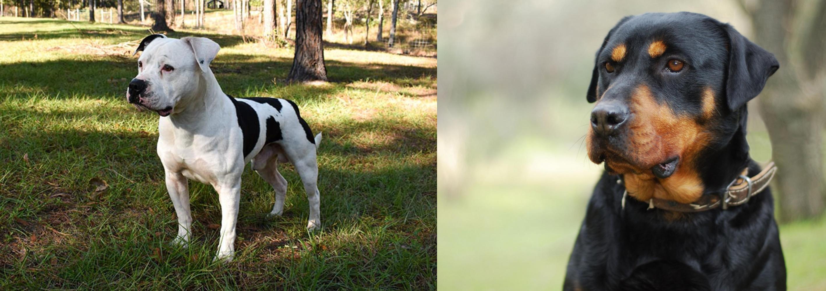 American Bulldog vs Rottweiler - Breed Comparison