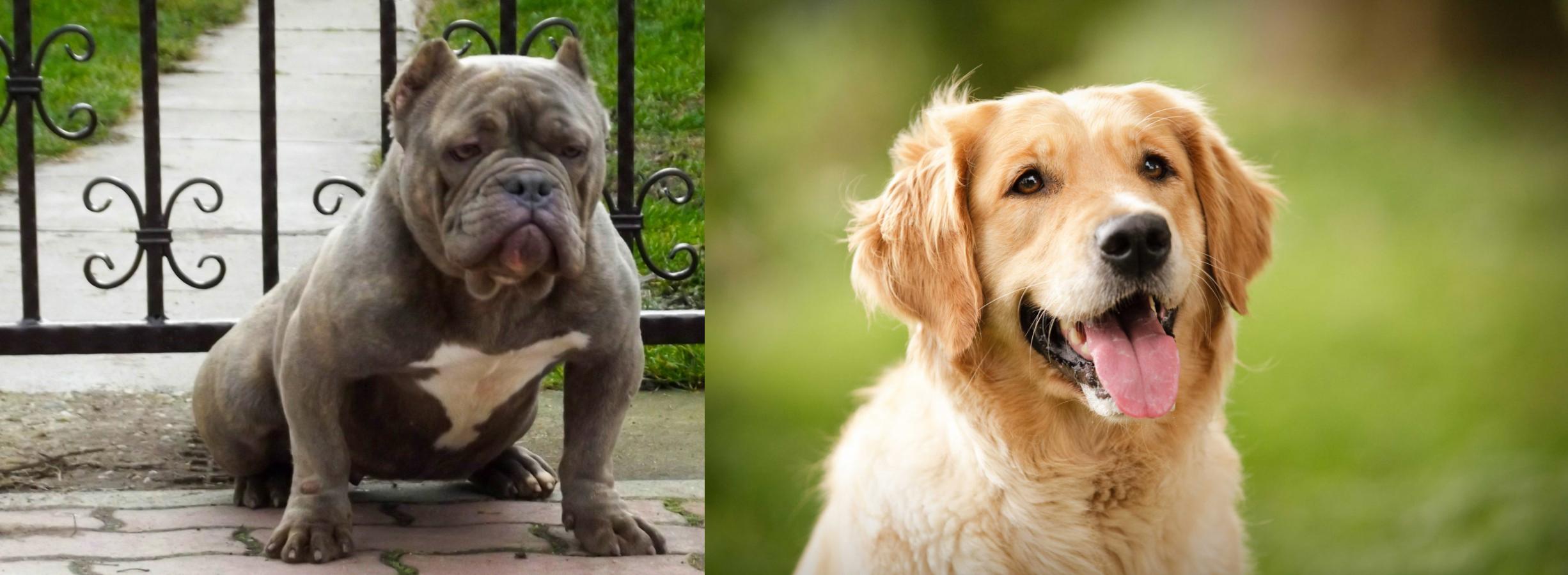 American Bully vs Golden Retriever - Breed Comparison