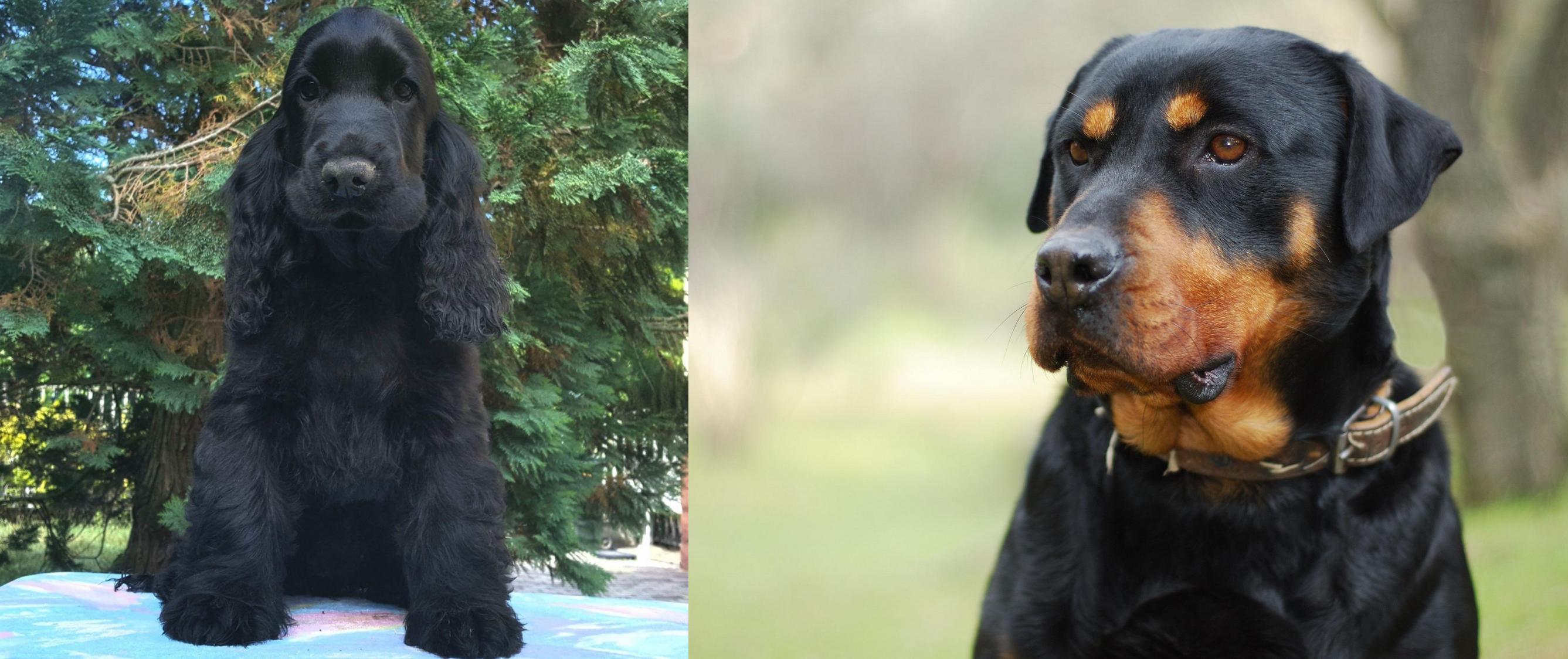 American Cocker Spaniel vs Rottweiler - Breed Comparison