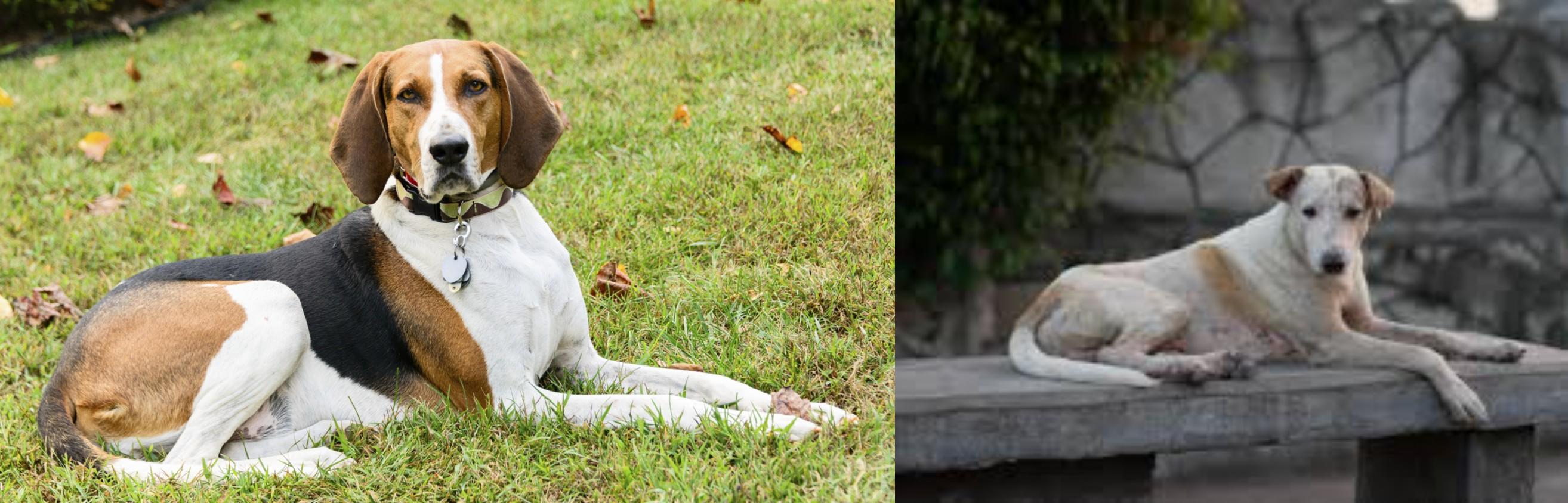 American English Coonhound vs Askal - Breed Comparison