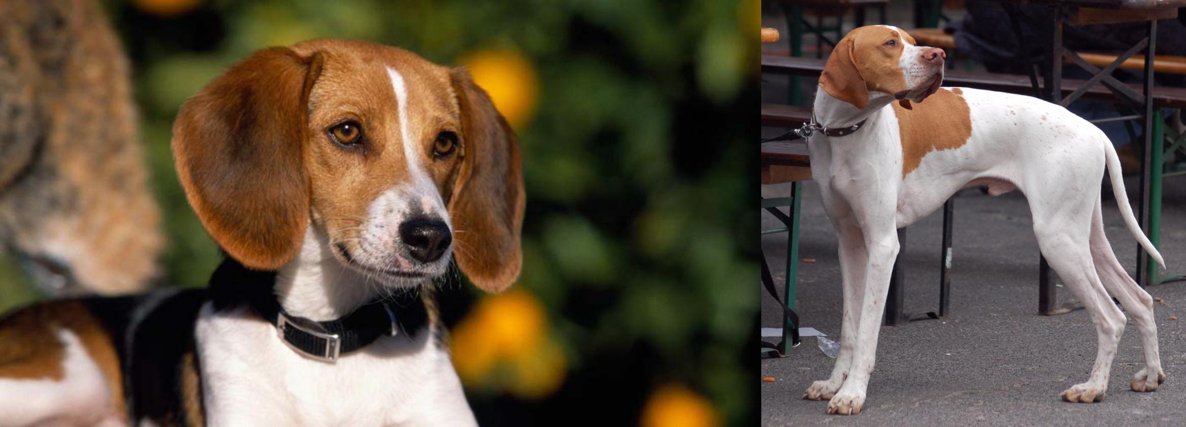 American Foxhound vs English Pointer - Breed Comparison