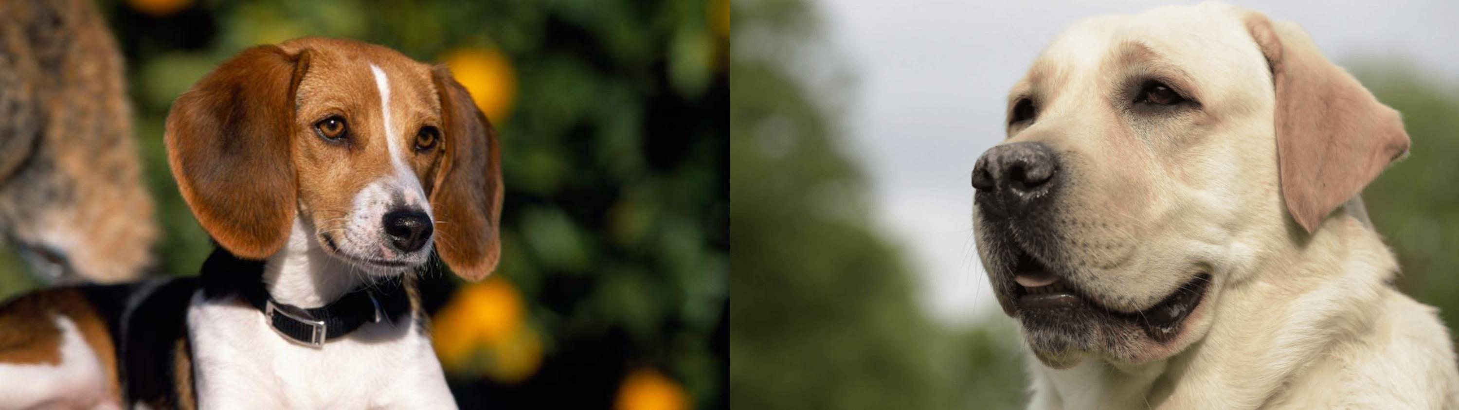 American Foxhound vs Labrador Retriever - Breed Comparison