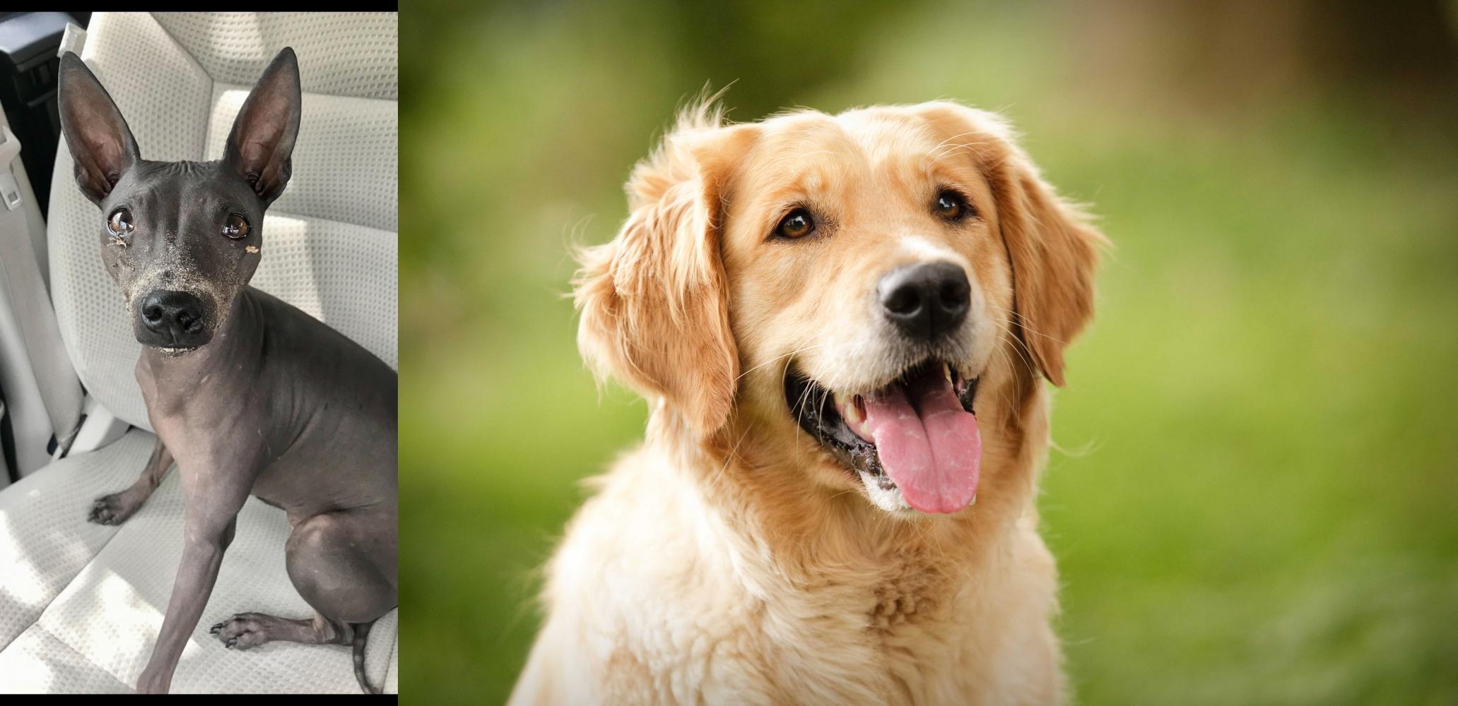 American Hairless Terrier vs Golden Retriever - Breed Comparison