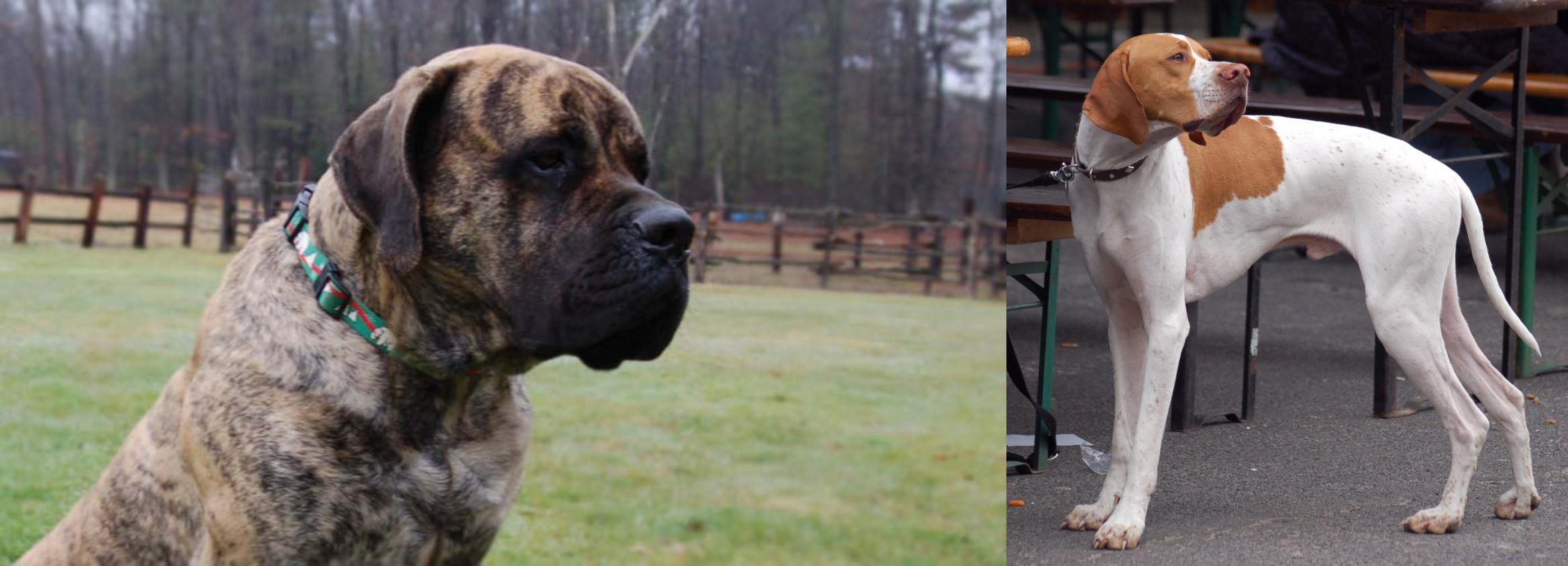 American Mastiff vs English Pointer - Breed Comparison