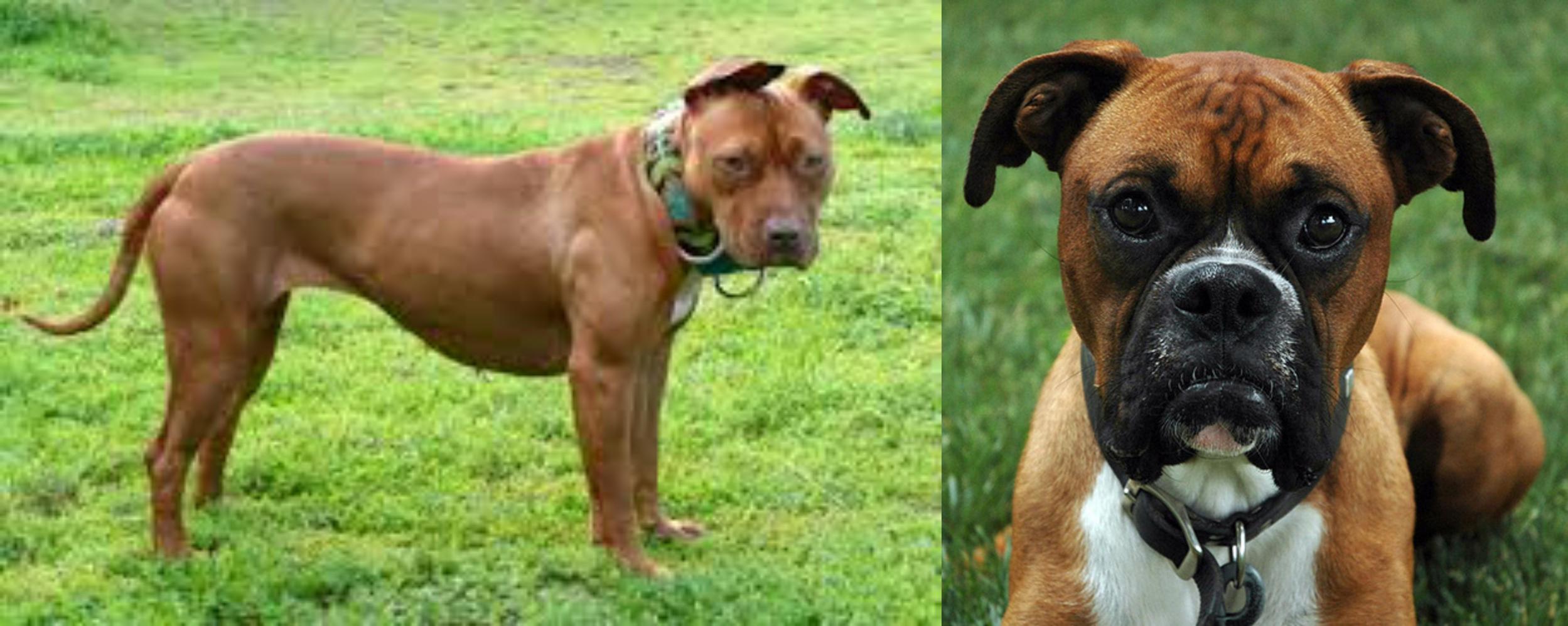 American Pit Bull Terrier vs Boxer - Breed Comparison