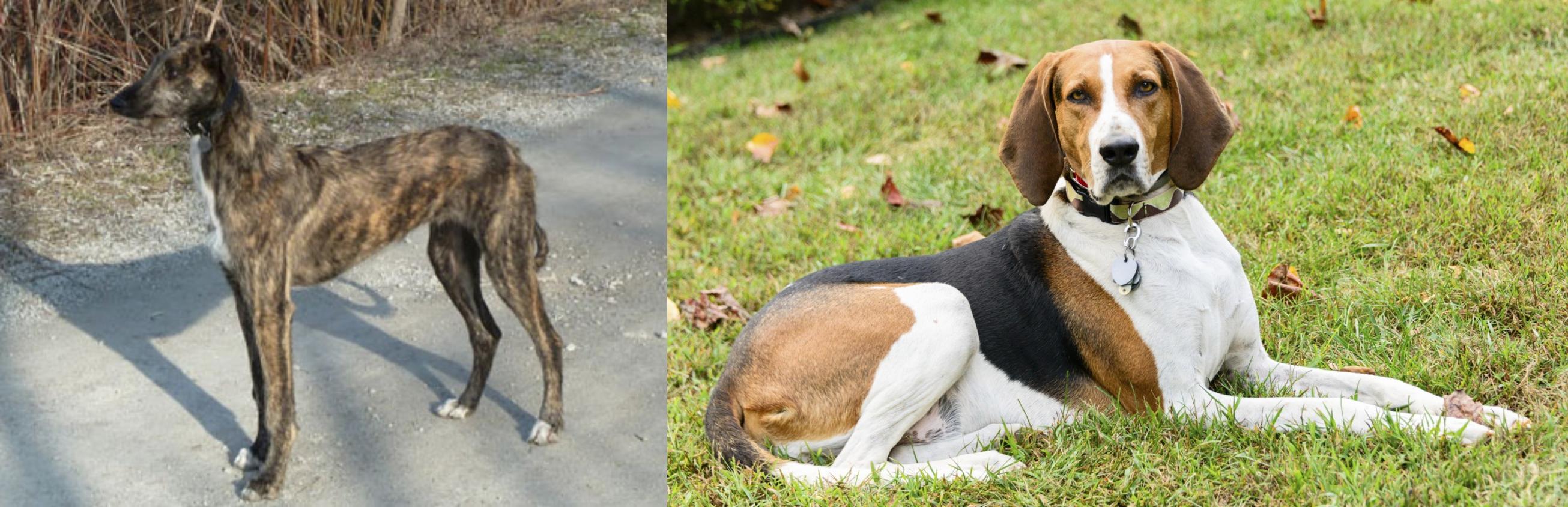 American Staghound vs American English Coonhound - Breed Comparison
