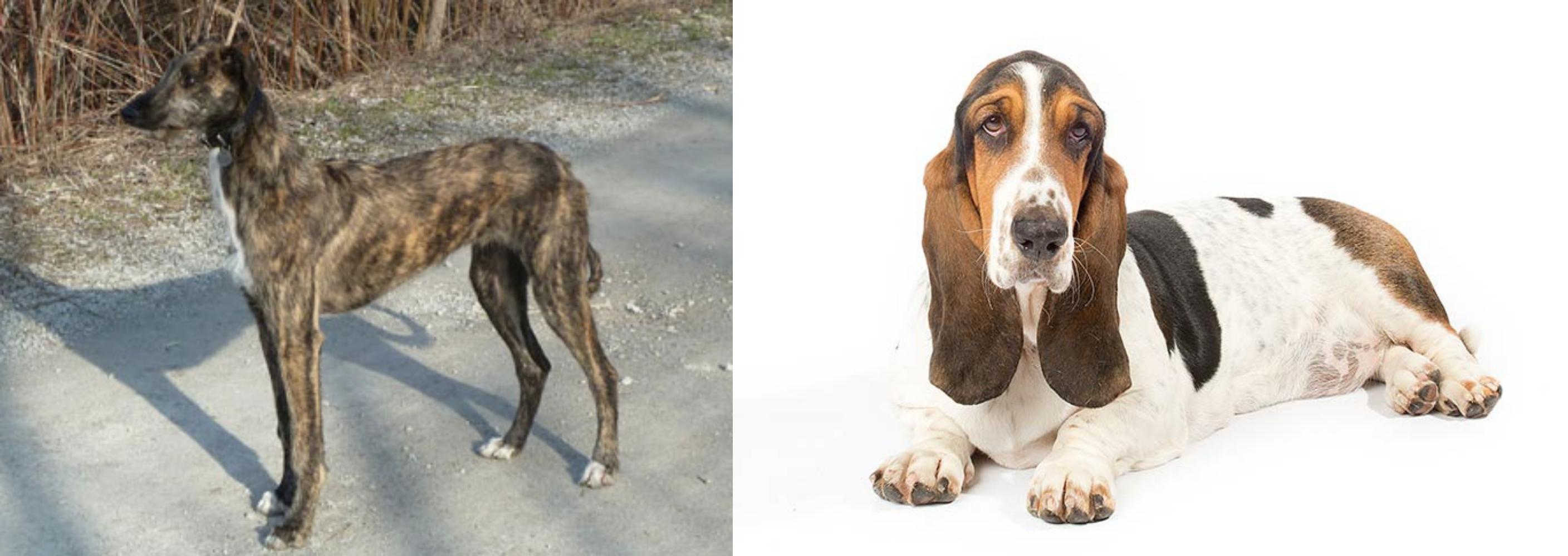 American Staghound vs Basset Hound - Breed Comparison