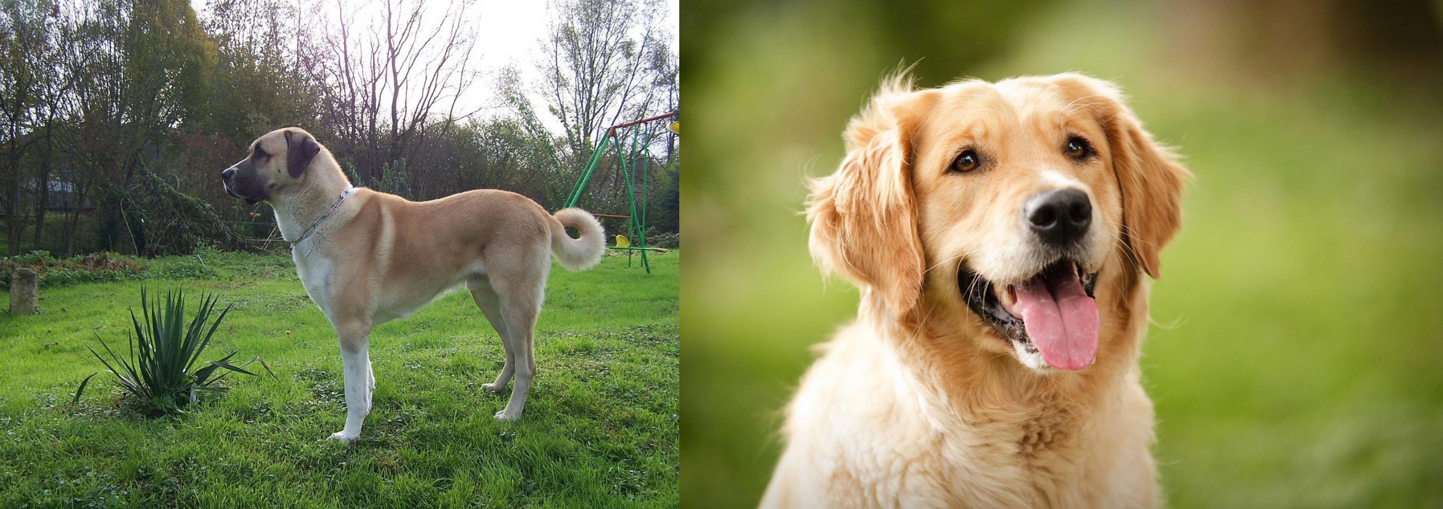 anatolian shepherd mix with golden retriever
