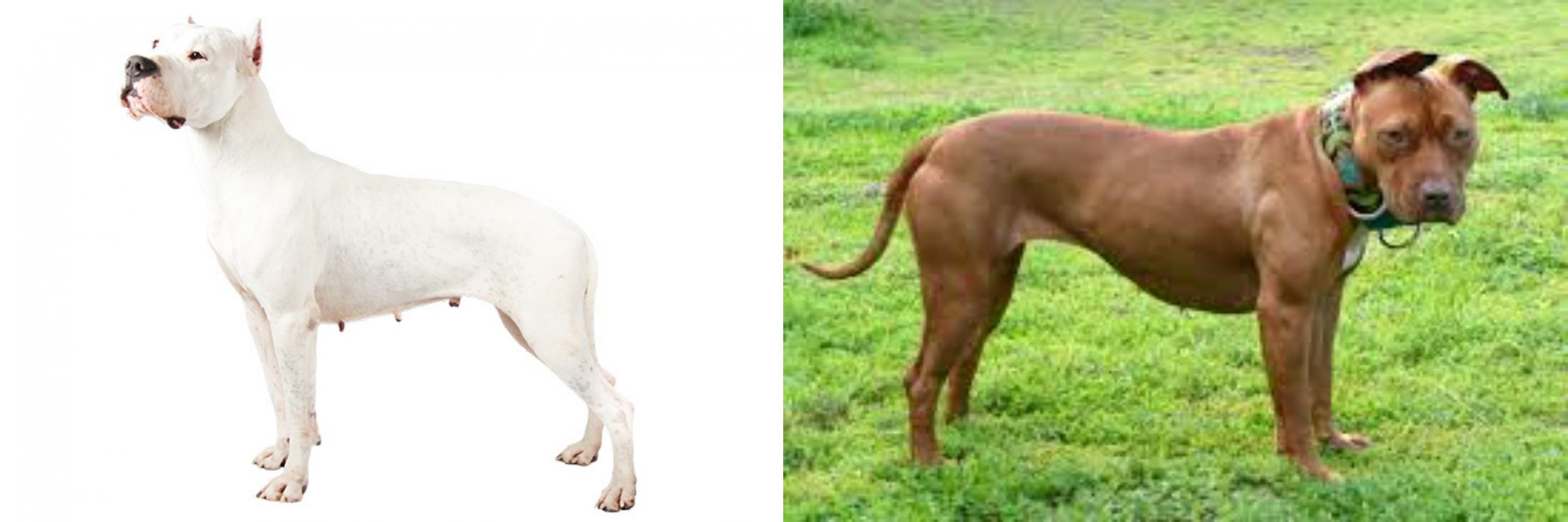 Argentine Dogo vs American Pit Bull Terrier - Breed Comparison