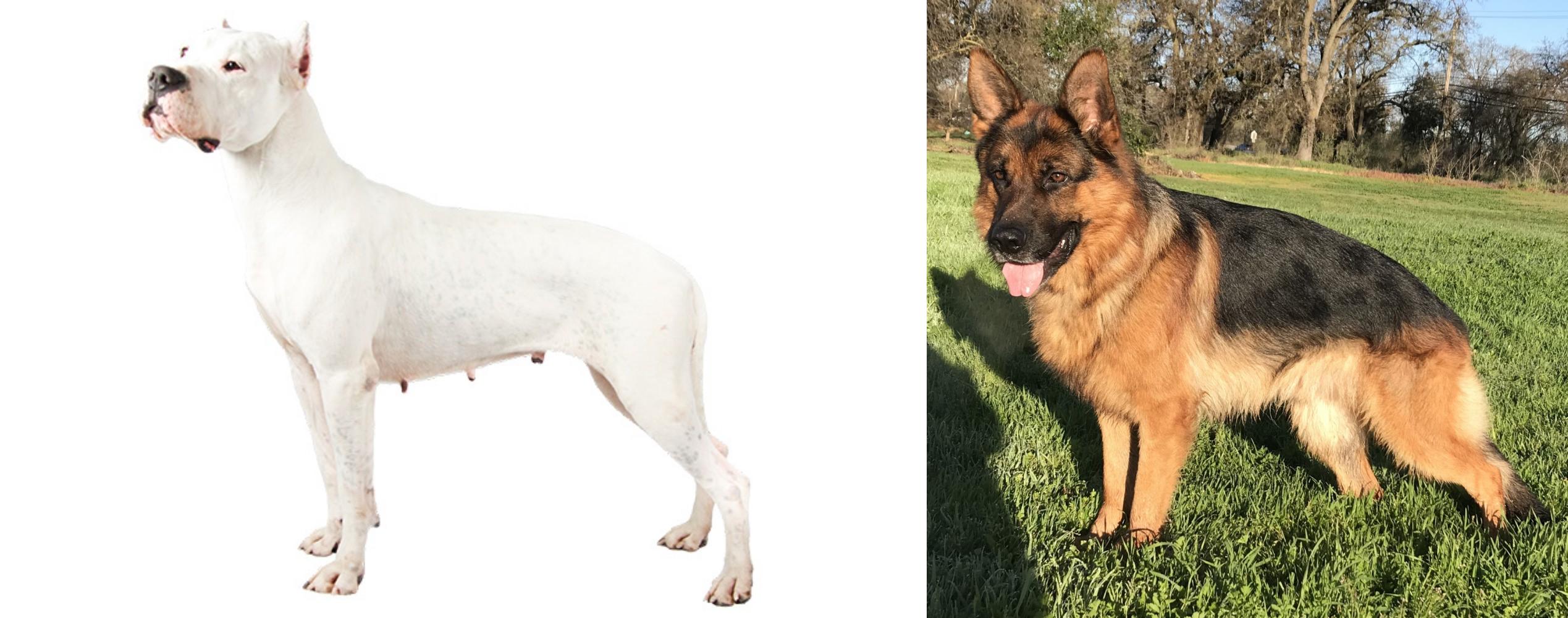 Argentine Dogo vs German Shepherd - Breed Comparison