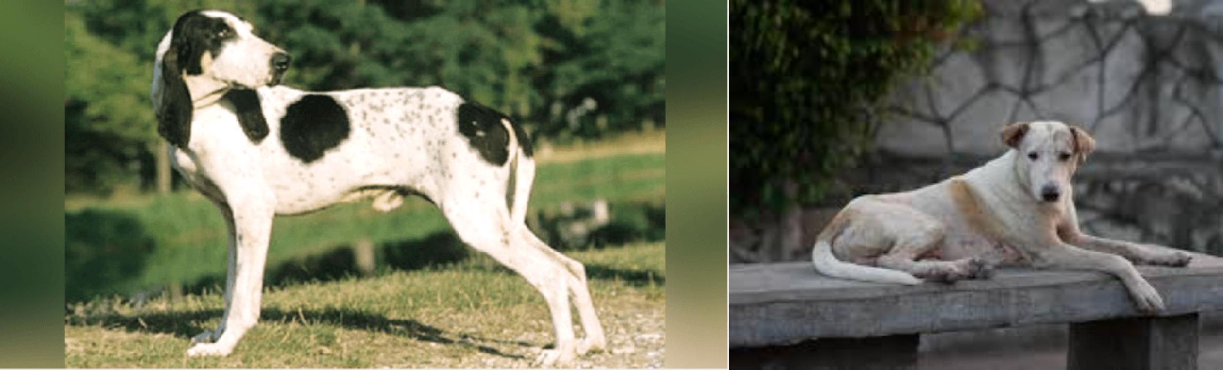 Ariegeois vs Askal - Breed Comparison | MyDogBreeds