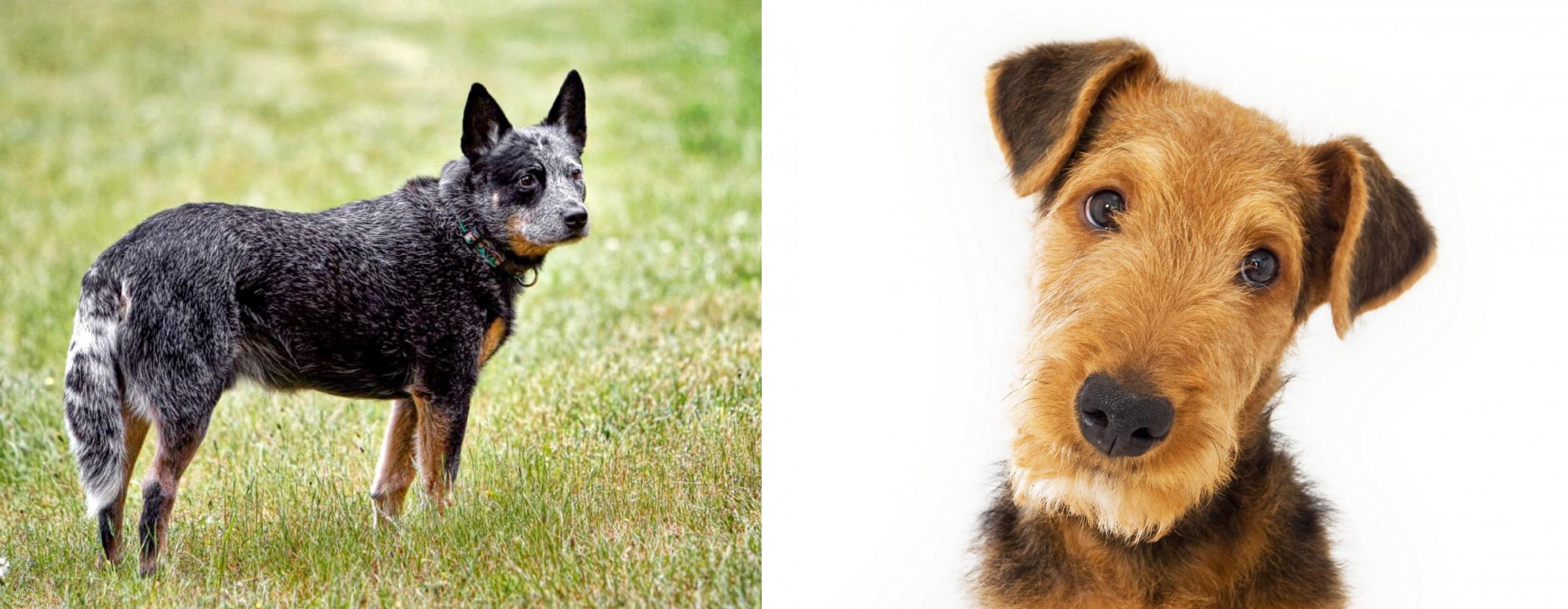 Austrailian Blue Heeler vs Airedale Terrier - Breed Comparison