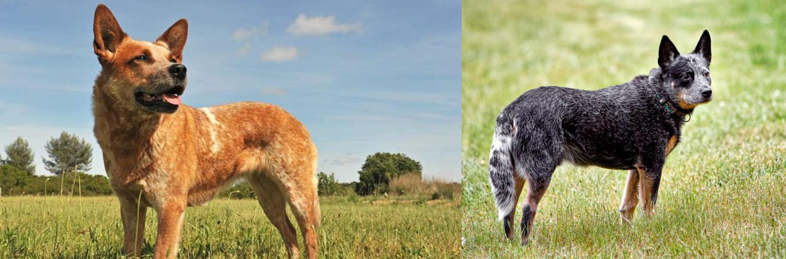 Australian Red Heeler vs Austrailian Blue Heeler - Breed Comparison
