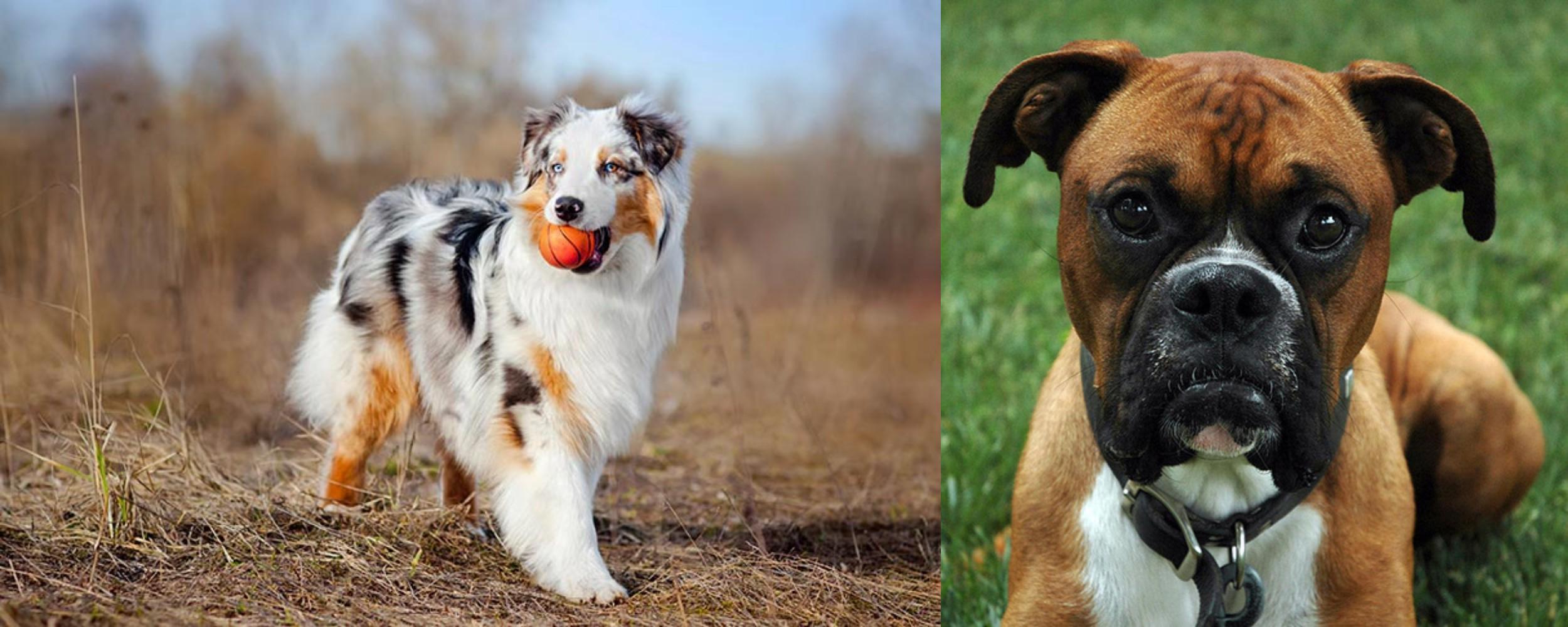Australian Shepherd vs Boxer - Breed Comparison | MyDogBreeds