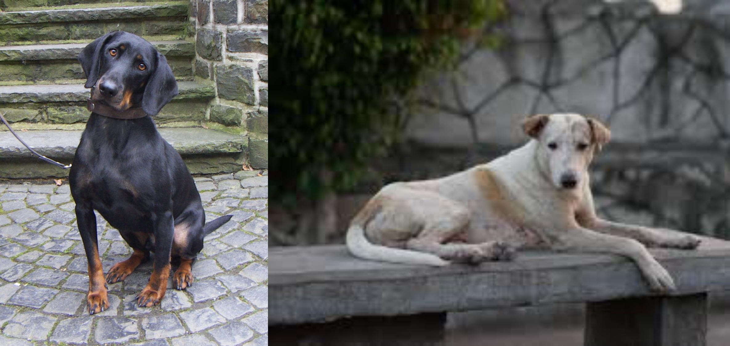 Austrian Black and Tan Hound vs Askal - Breed Comparison