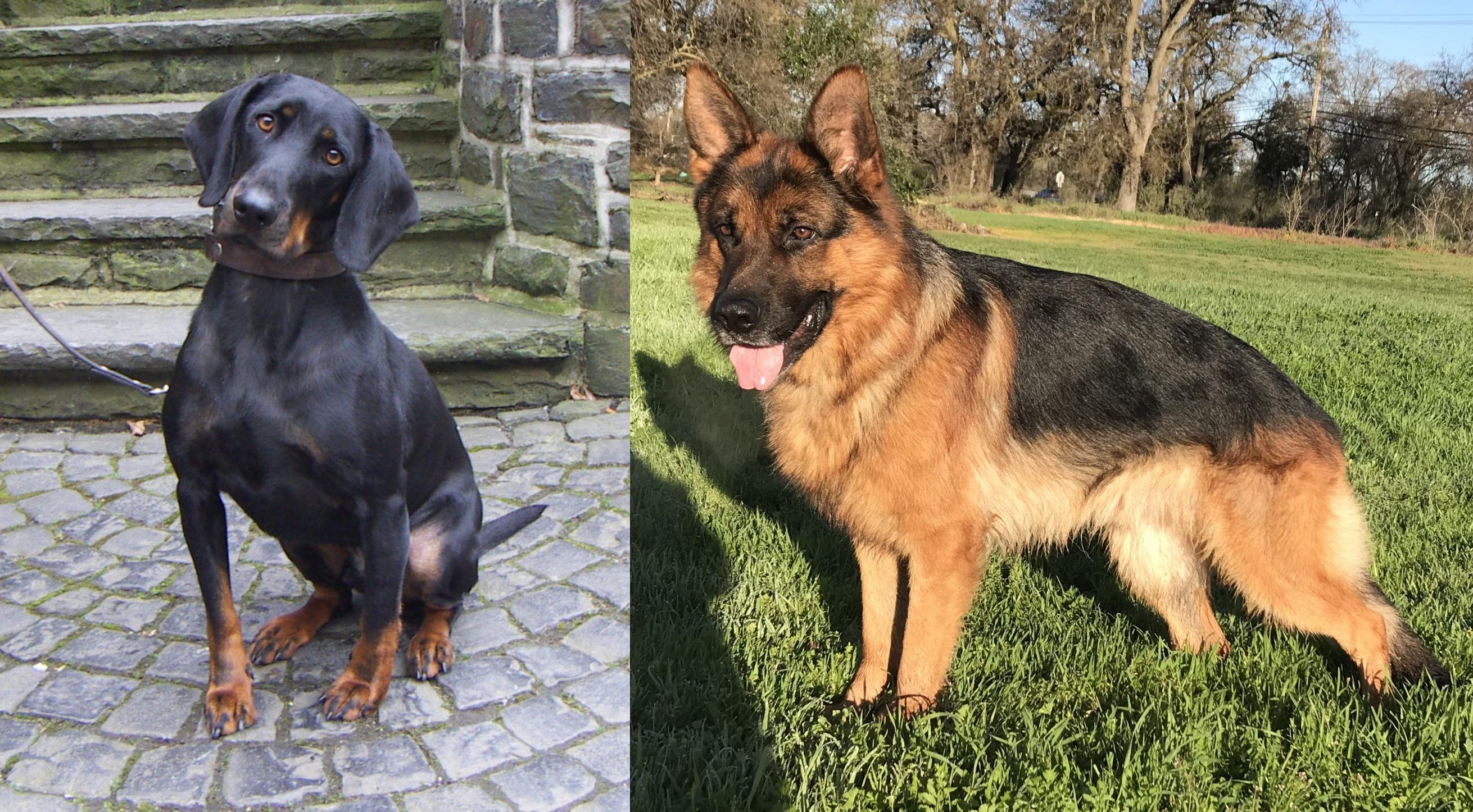 Austrian Black and Tan Hound vs German Shepherd - Breed Comparison