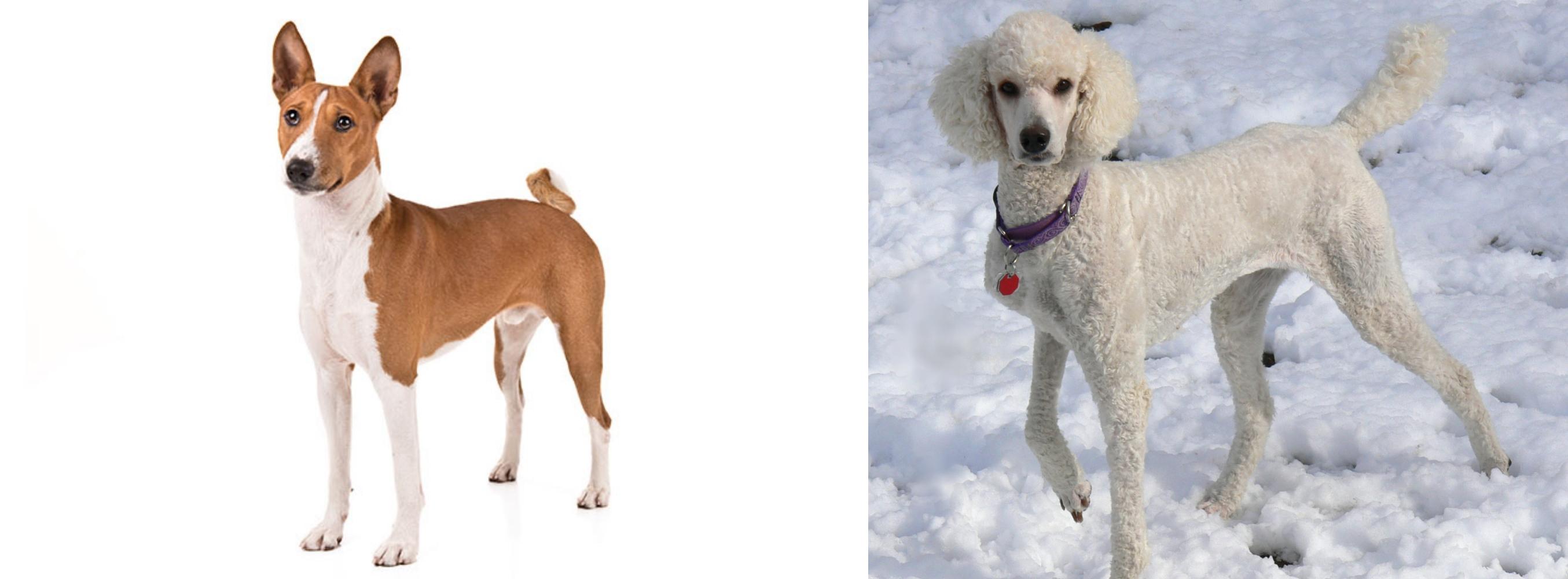 Basenji vs Poodle - Breed Comparison | MyDogBreeds