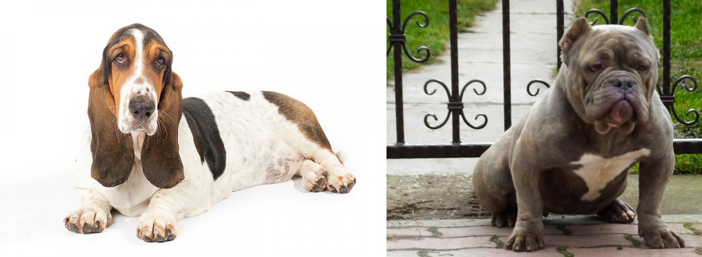 Basset Hound vs American Bully - Breed Comparison