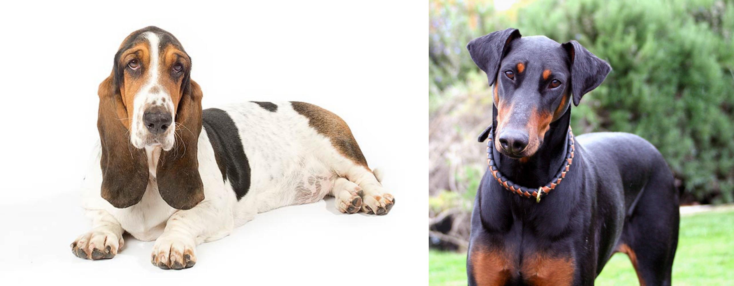 Basset Hound vs Doberman Pinscher - Breed Comparison