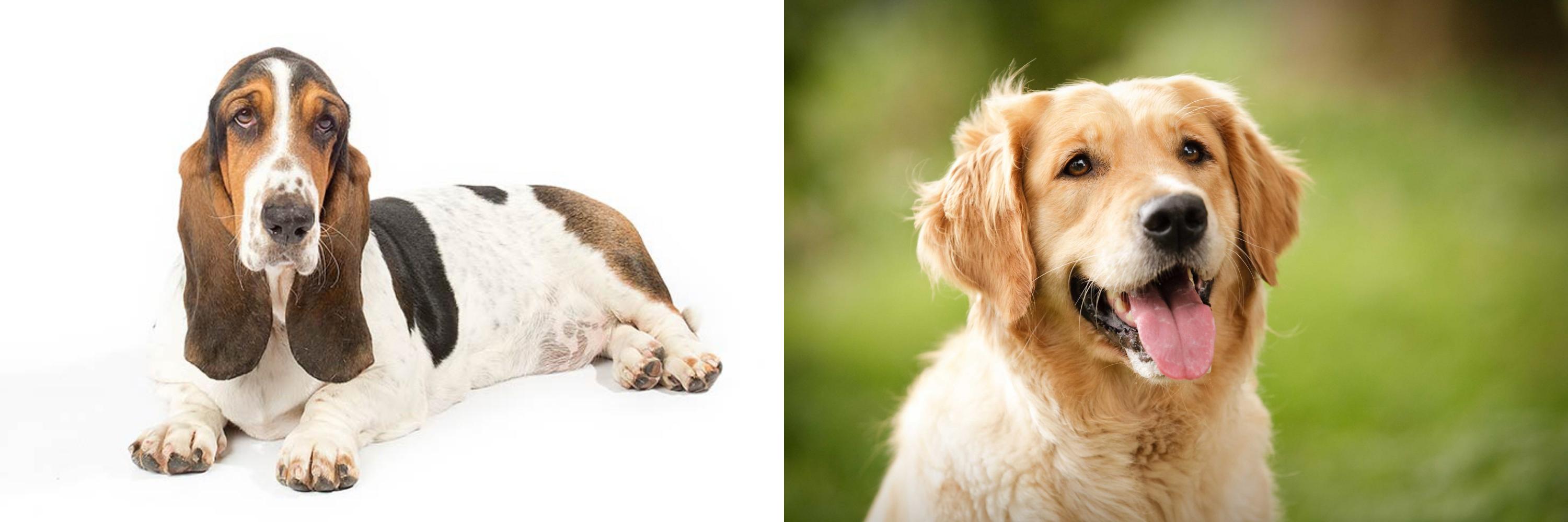 Basset Hound vs Golden Retriever - Breed Comparison