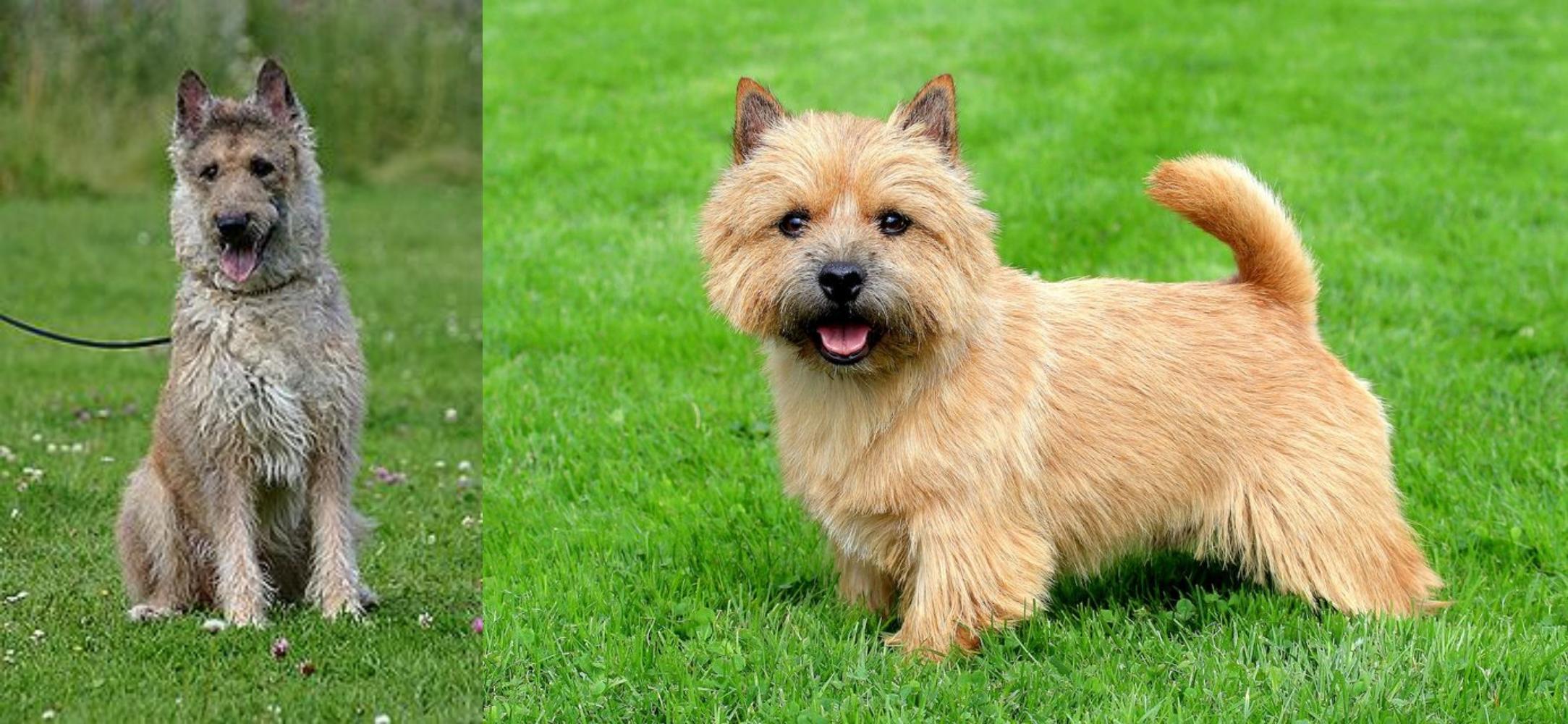Norwich Terrier vs Belgian Shepherd Dog (Laekenois) - Breed Comparison