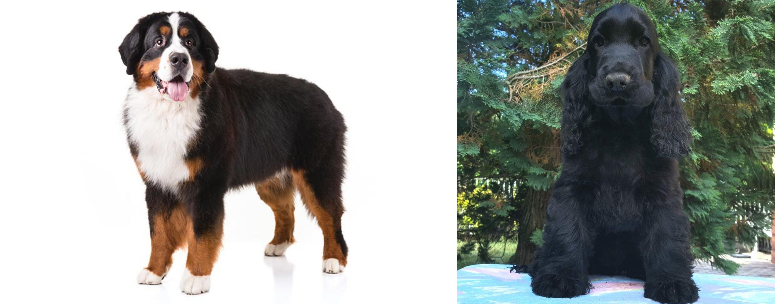 Bernese Mountain Dog vs American Cocker Spaniel - Breed Comparison