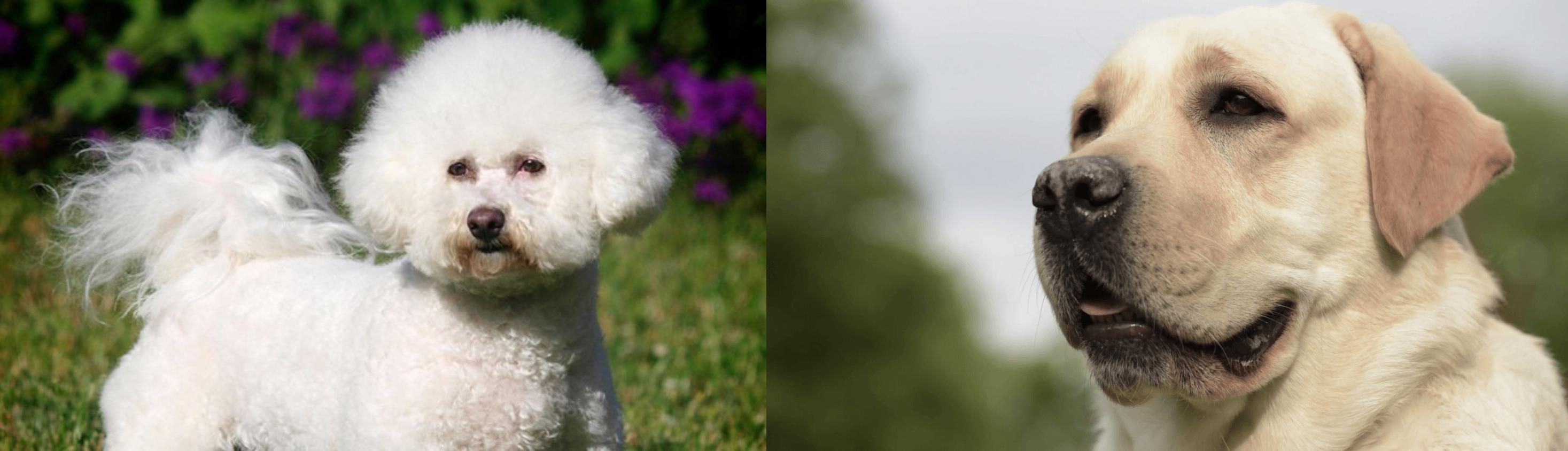 Bichon Frise vs Labrador Retriever - Breed Comparison