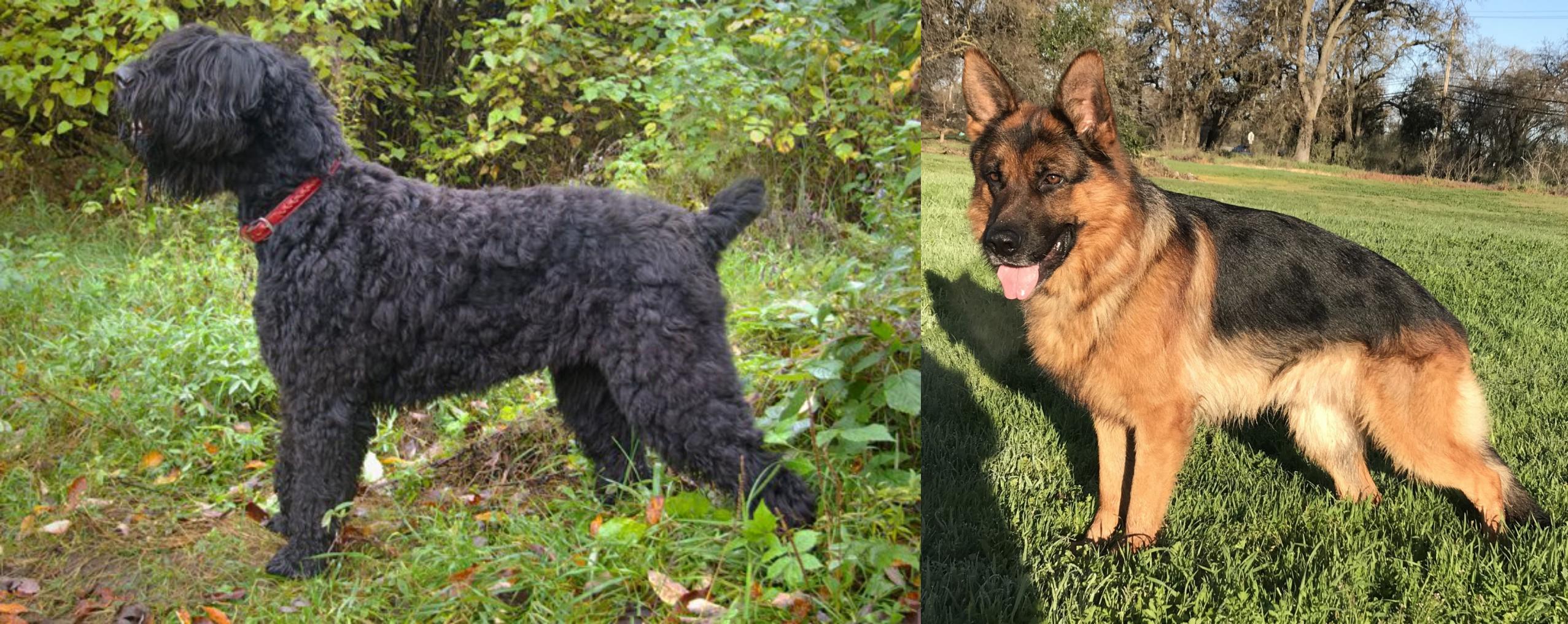 Black Russian Terrier vs German Shepherd - Breed Comparison