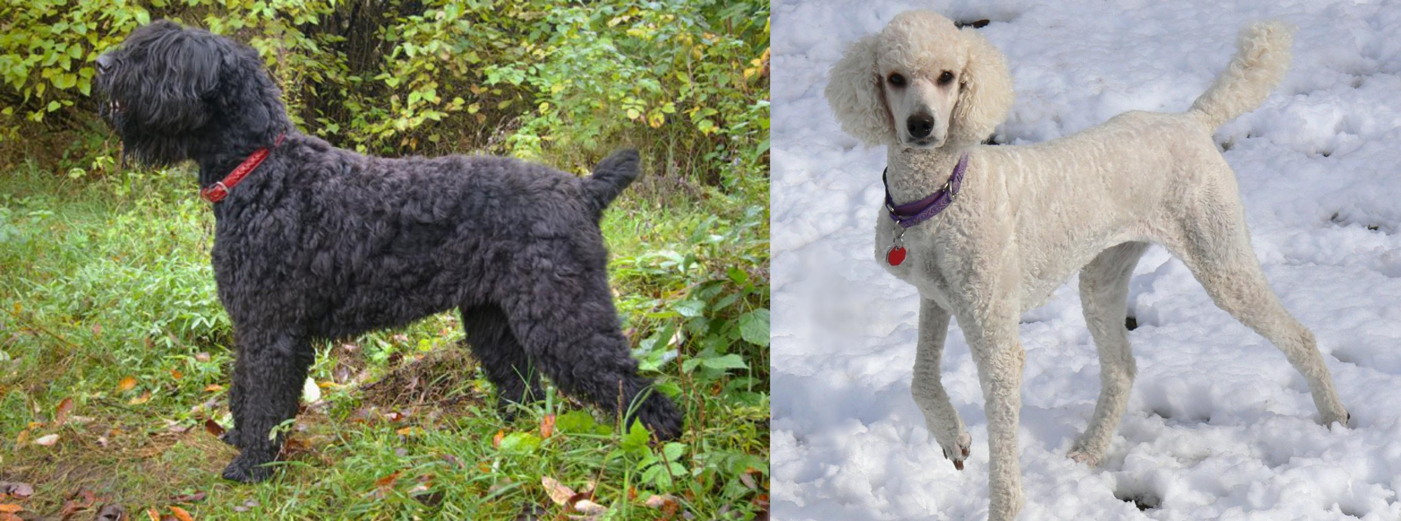Black Russian Terrier vs Poodle - Breed Comparison