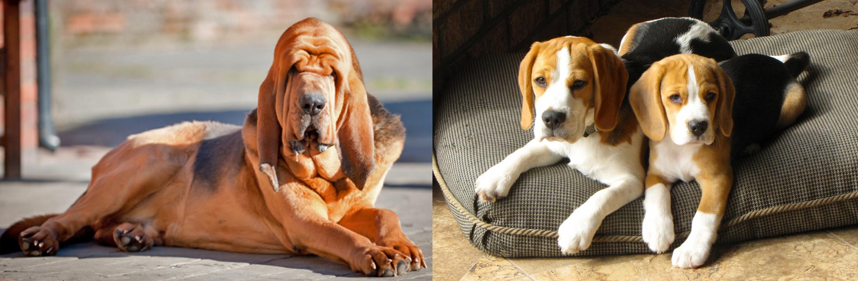 Bloodhound vs Beagle - Breed Comparison | MyDogBreeds