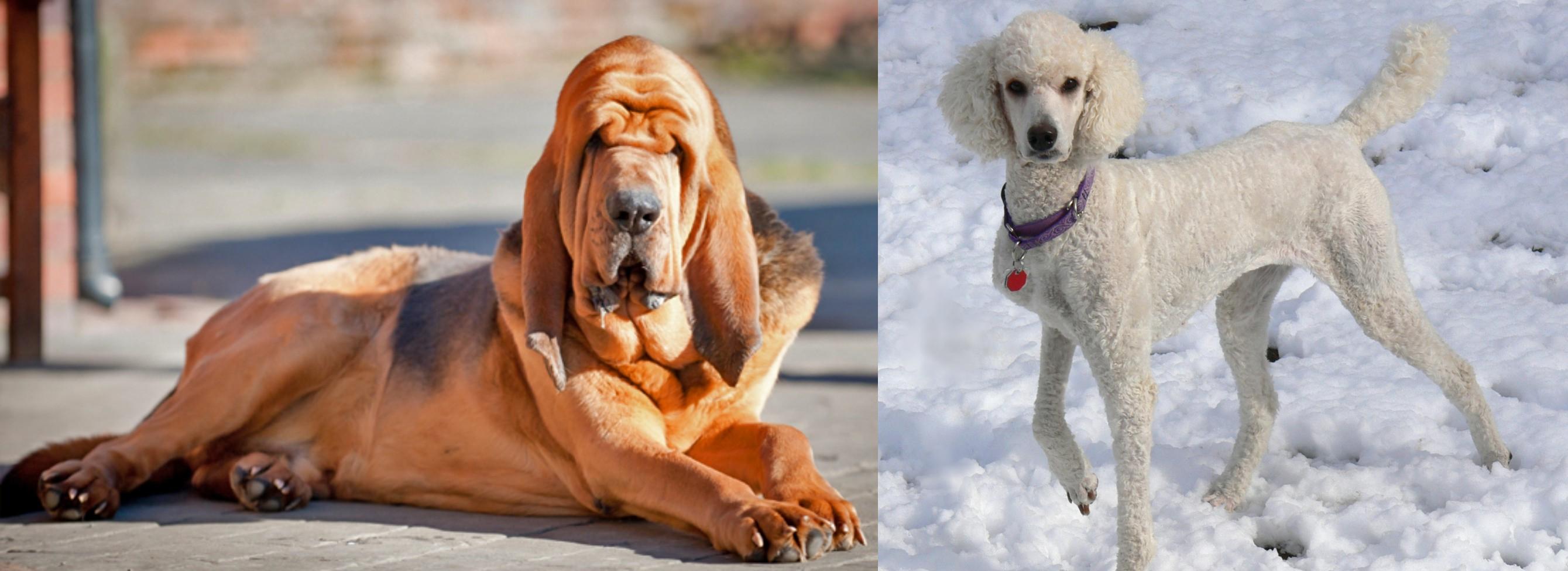 Bloodhound vs Poodle - Breed Comparison | MyDogBreeds