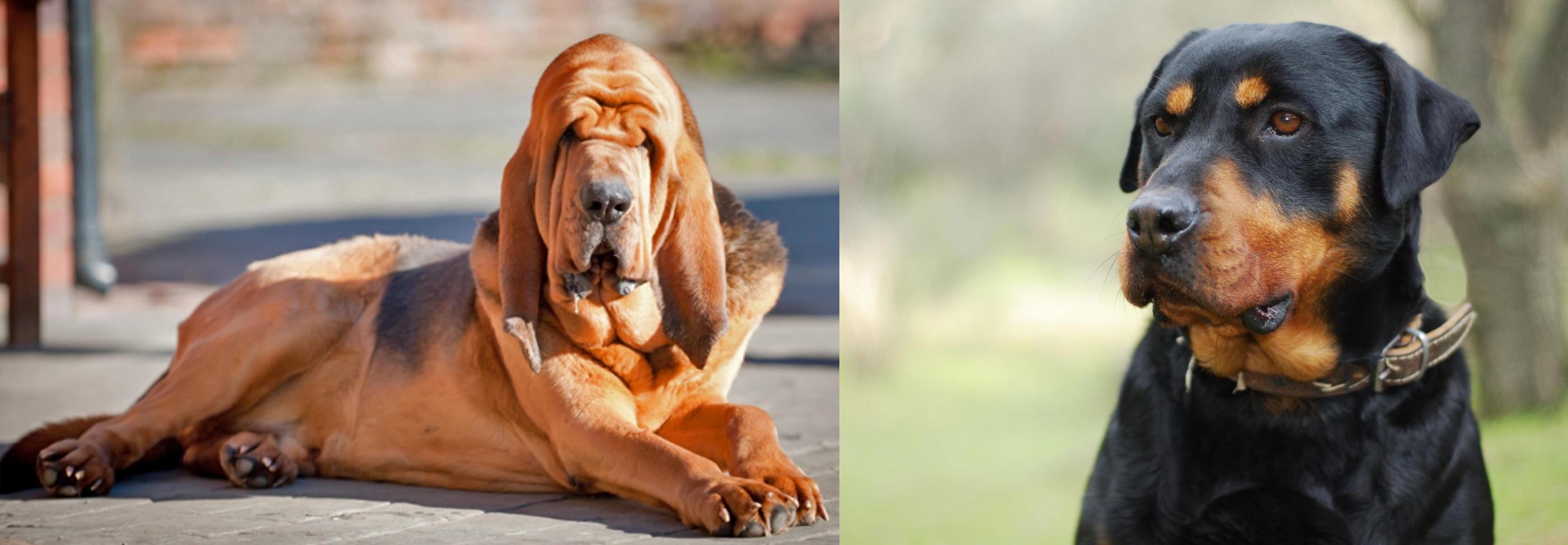 Bloodhound vs Rottweiler - Breed Comparison | MyDogBreeds
