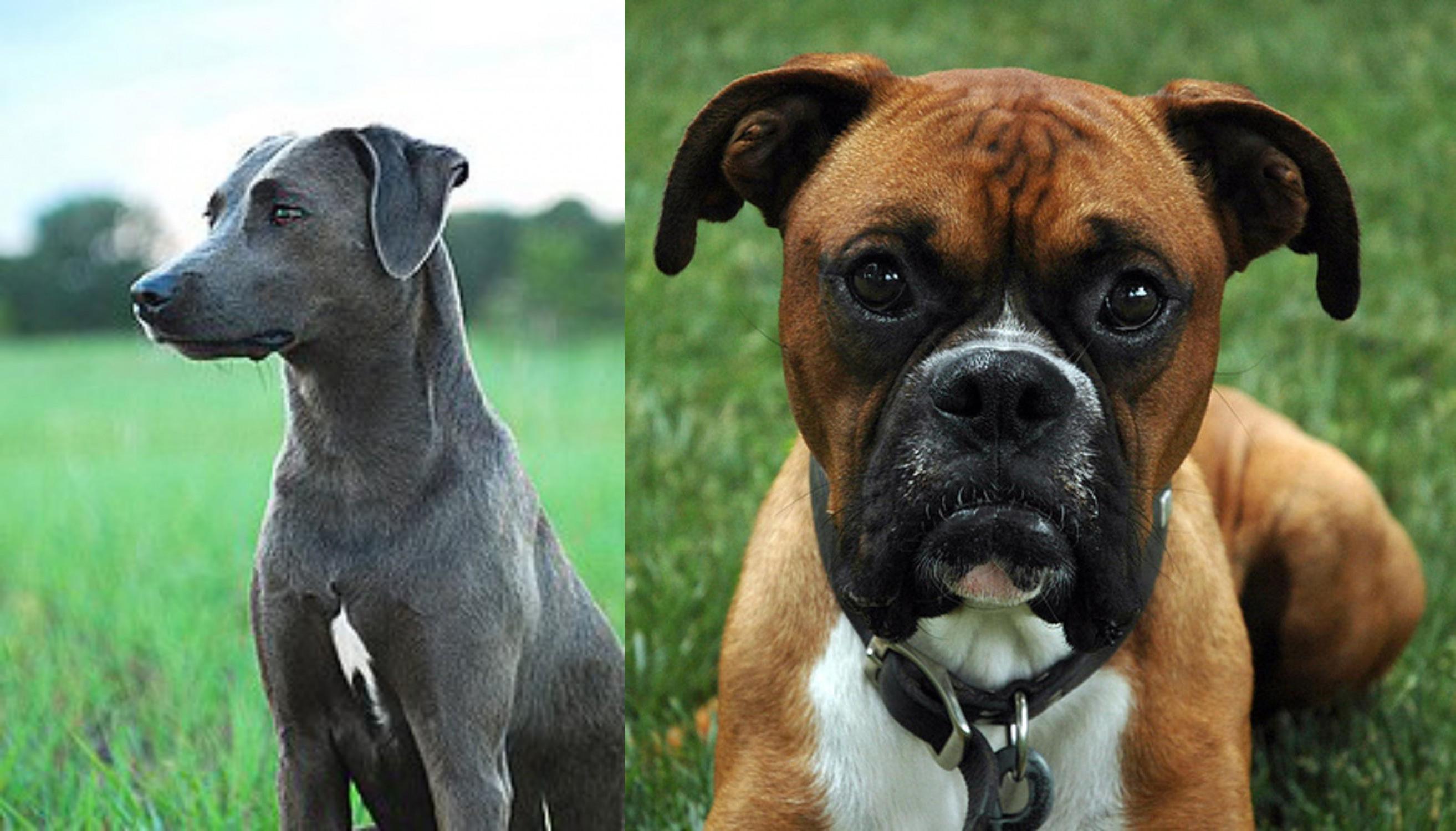 Blue Lacy vs Boxer - Breed Comparison | MyDogBreeds