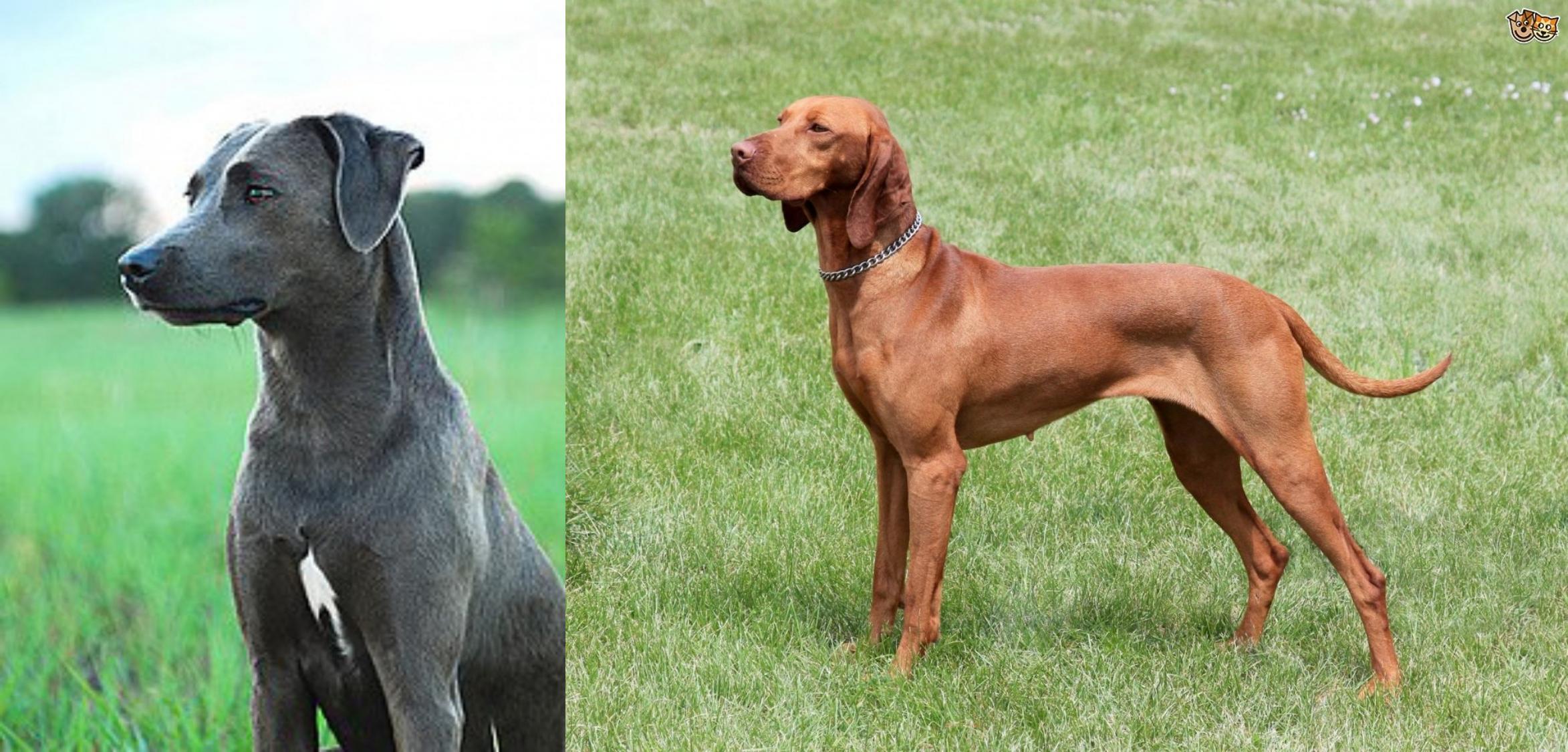 Hungarian Vizsla vs Blue Lacy - Breed Comparison | Petzlover