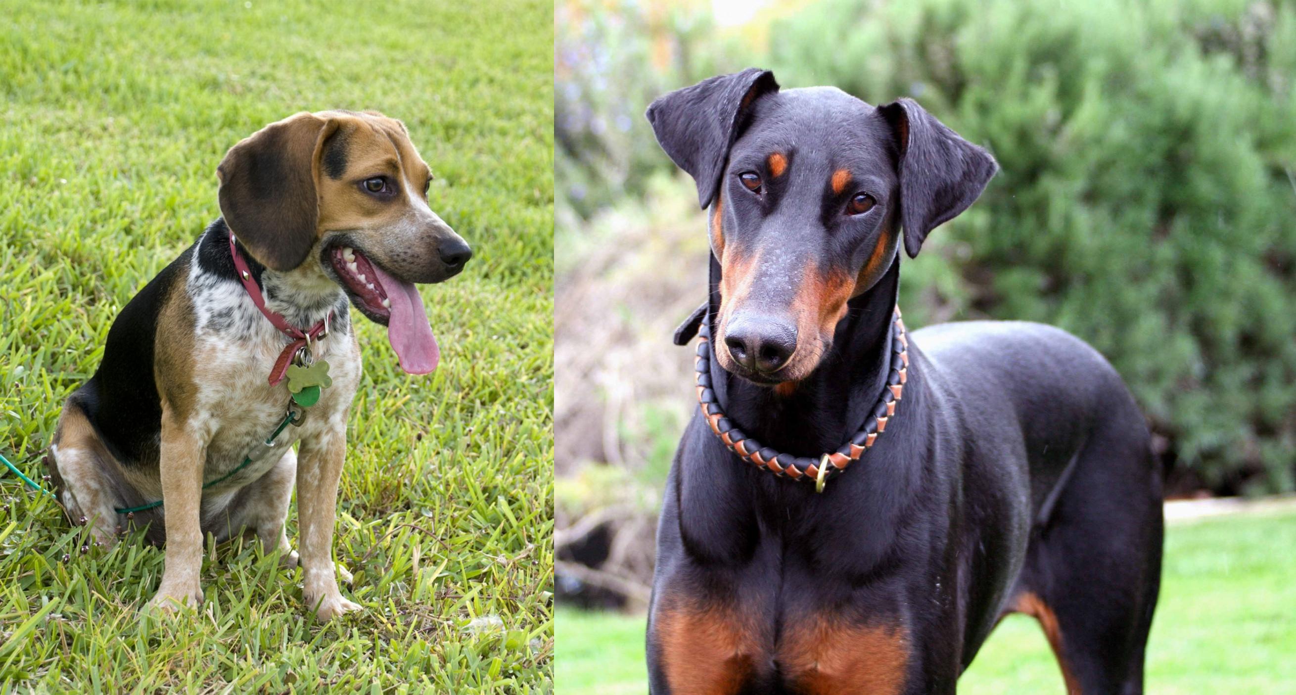 Bluetick Beagle vs Doberman Pinscher - Breed Comparison