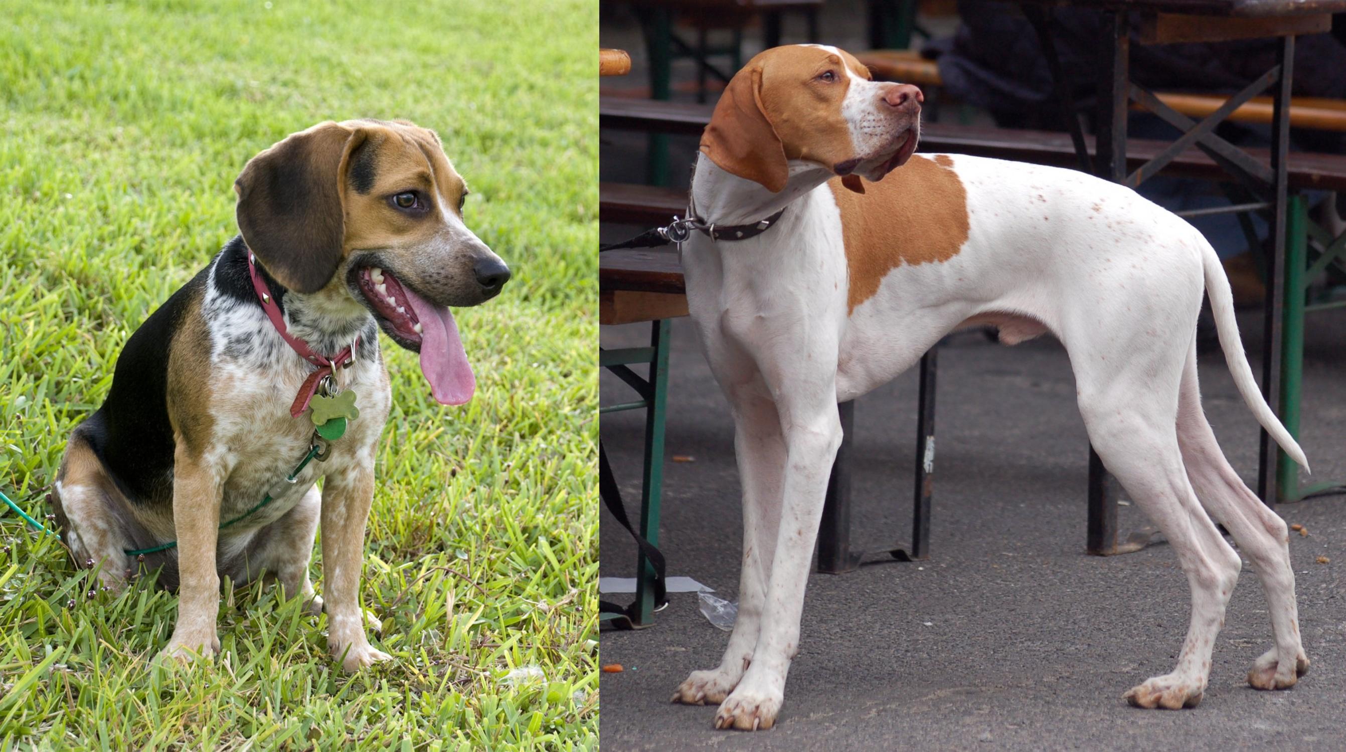 Bluetick Beagle vs English Pointer - Breed Comparison