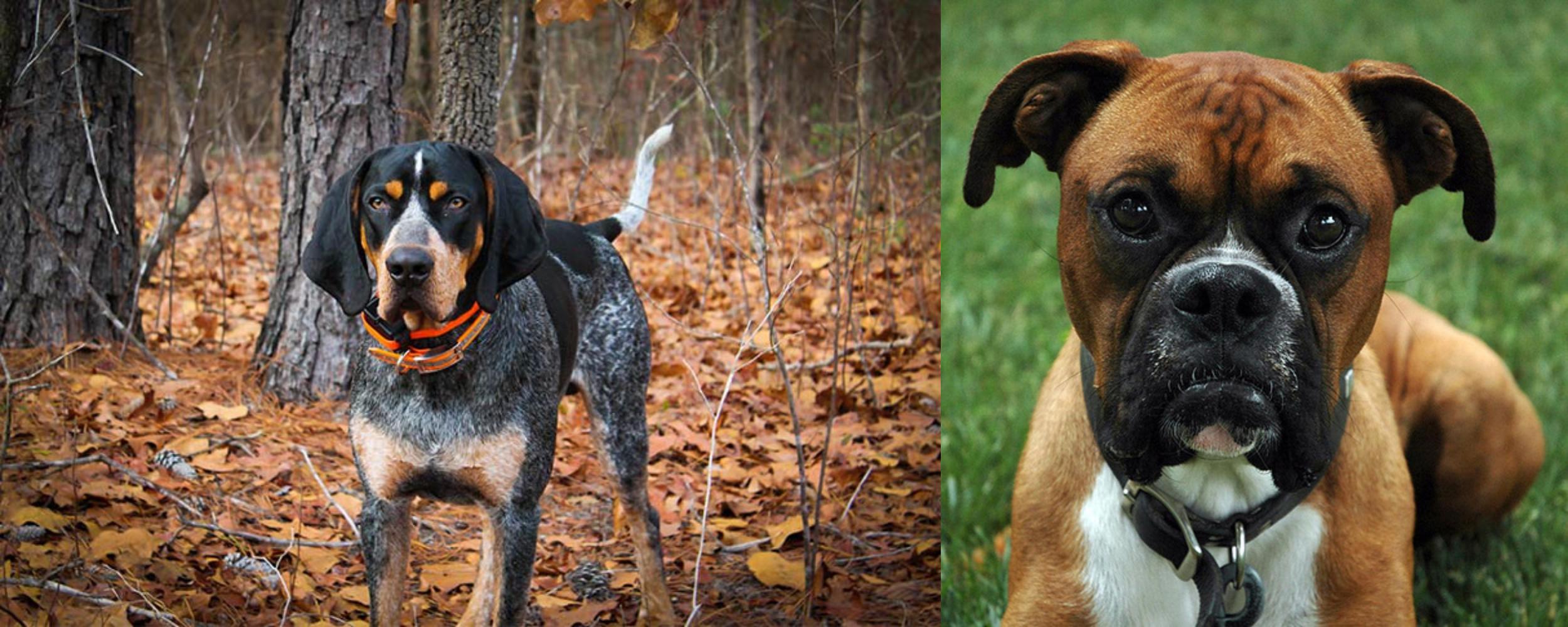 Bluetick Coonhound vs Boxer - Breed Comparison | MyDogBreeds