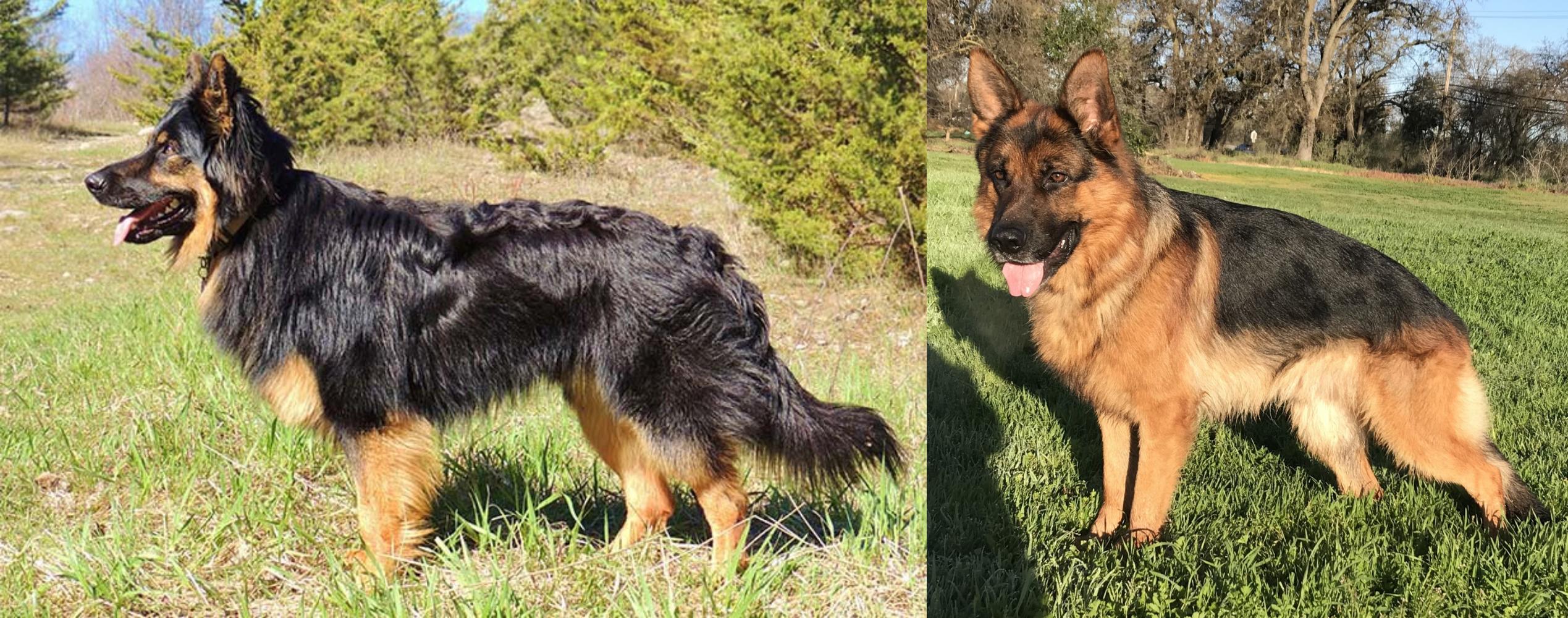 Bohemian Shepherd vs German Shepherd - Breed Comparison