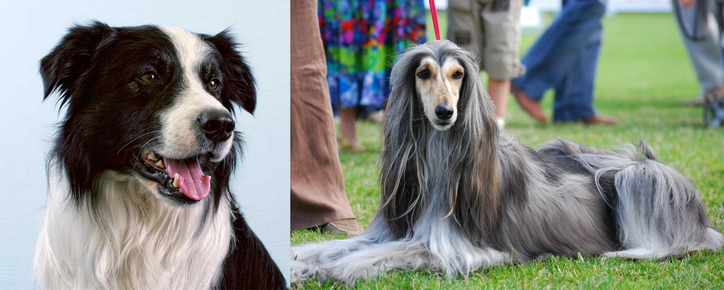 Border Collie vs Afghan Hound - Breed Comparison | MyDogBreeds