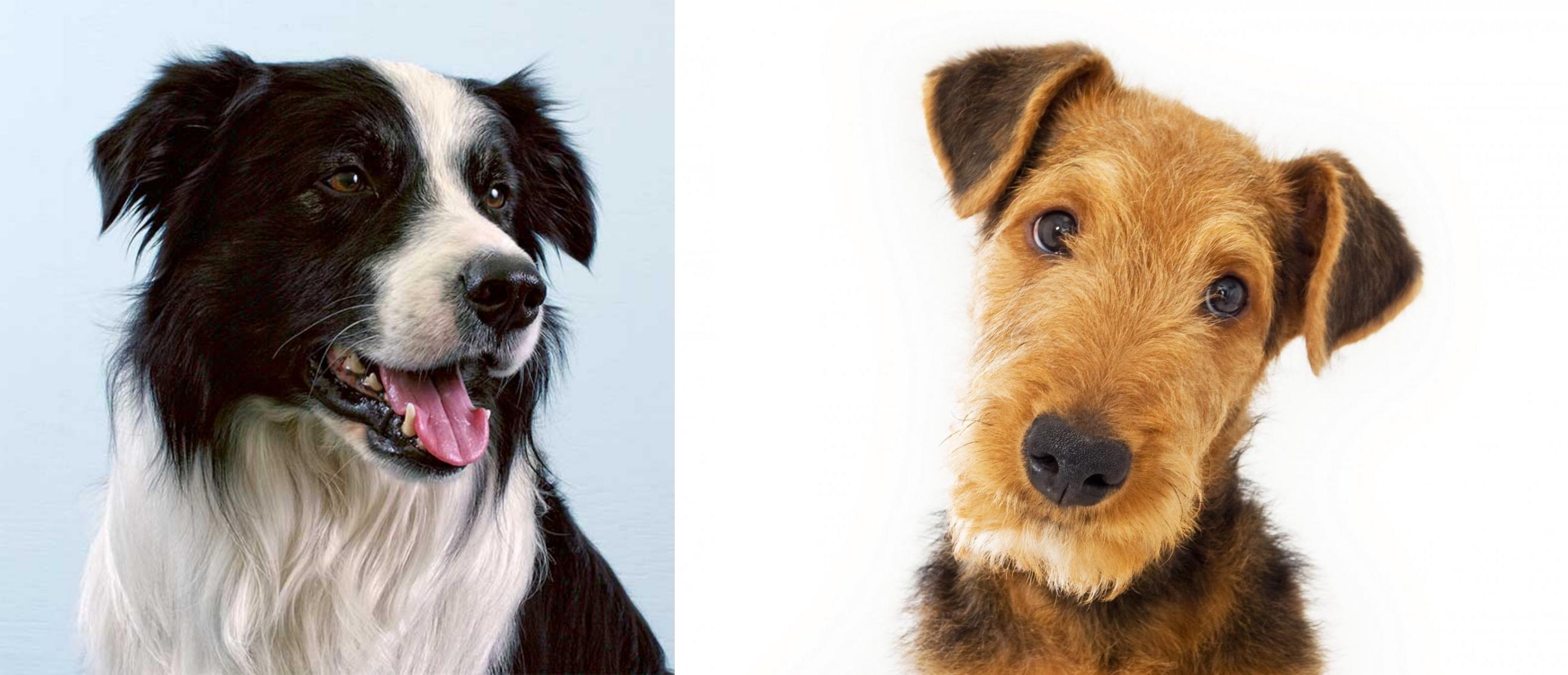 Border Collie vs Airedale Terrier - Breed Comparison