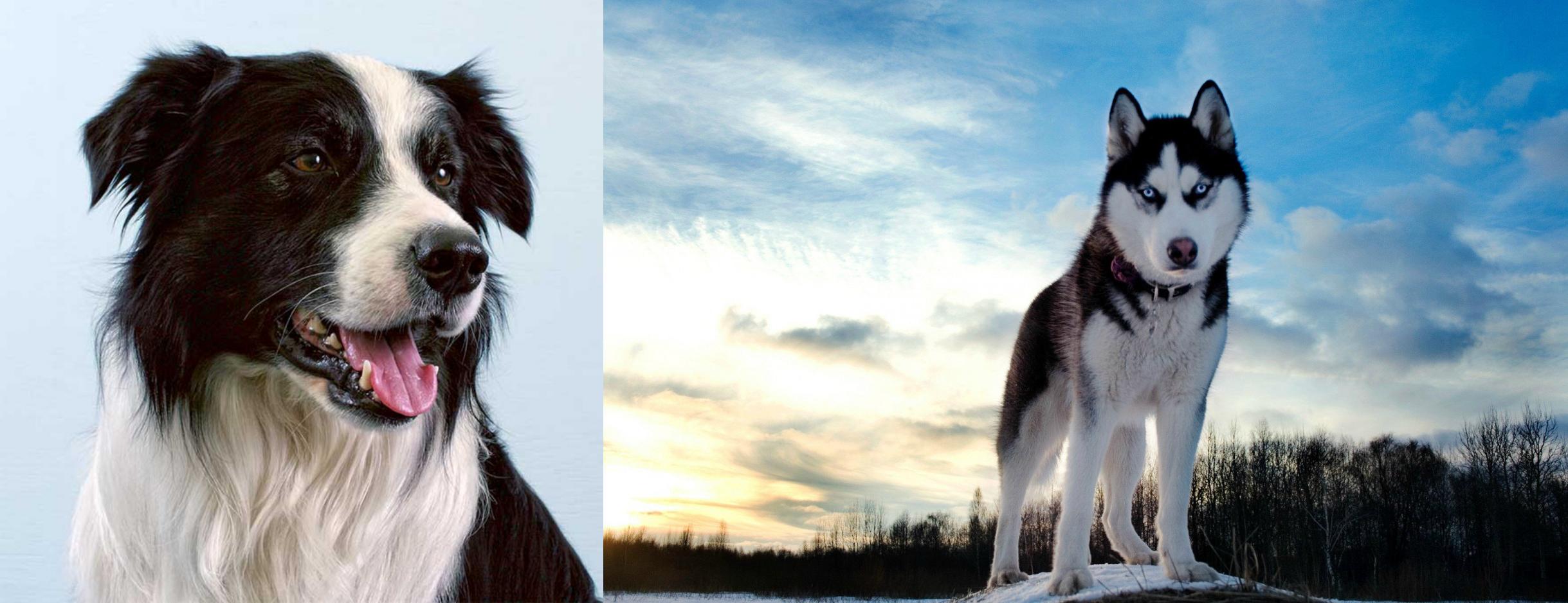 Border Collie vs Alaskan Husky - Breed Comparison