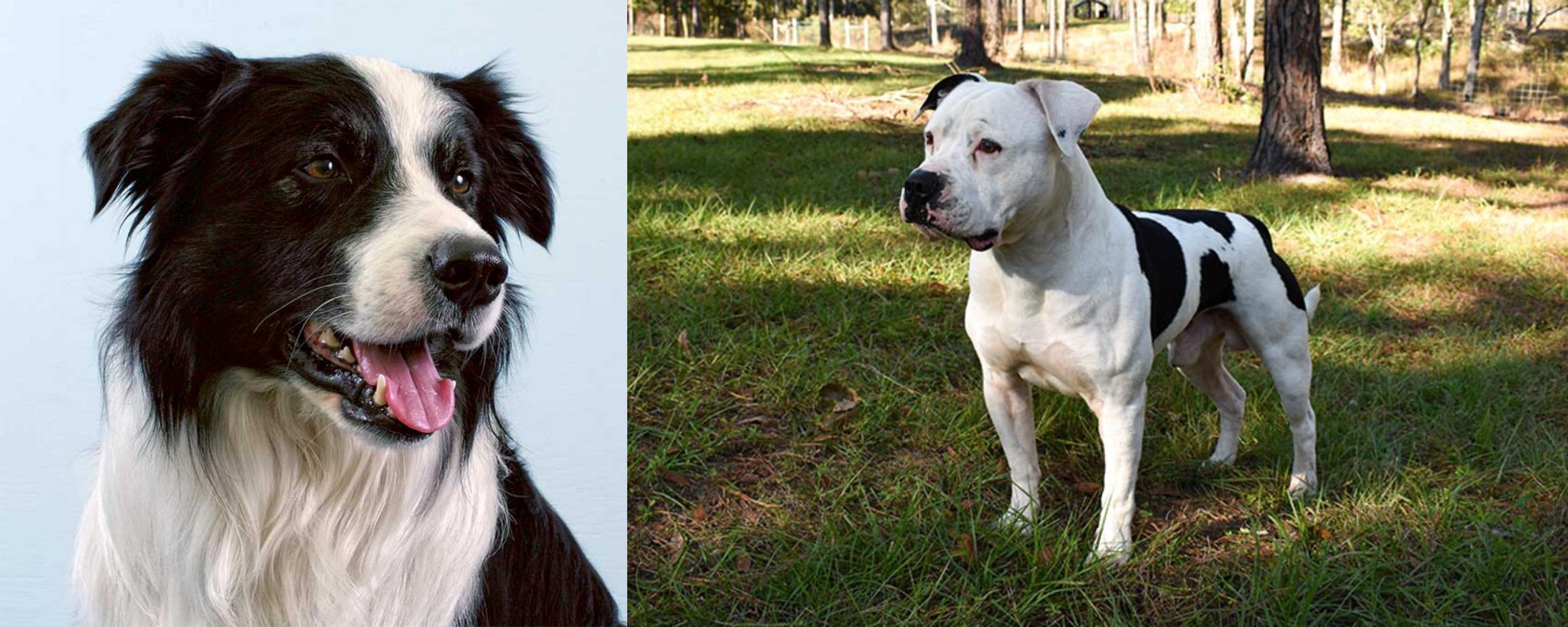 Border Collie vs American Bulldog - Breed Comparison