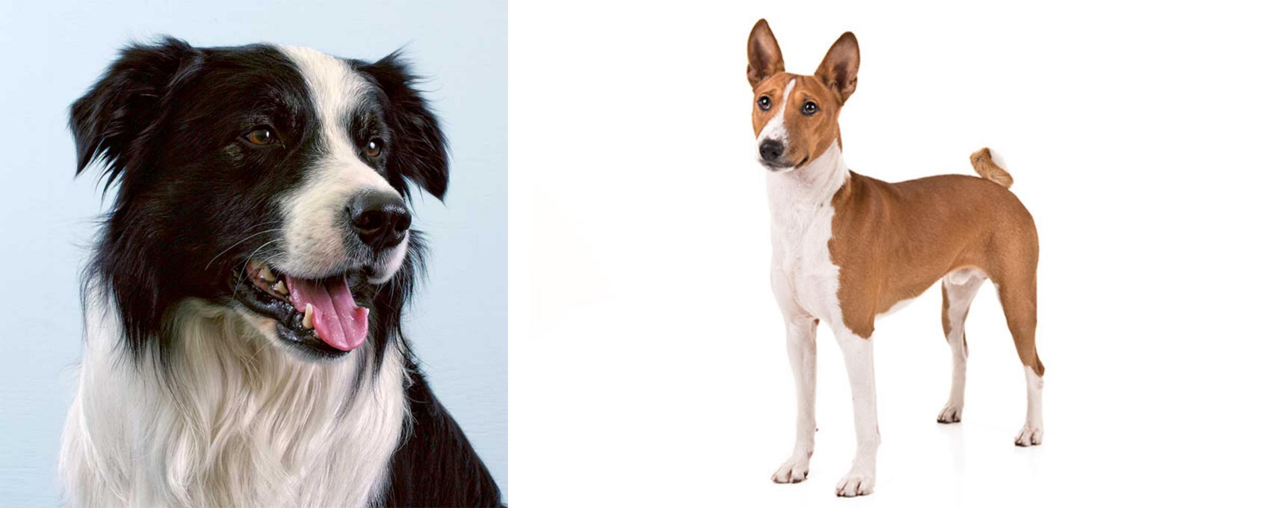 Border Collie vs Basenji - Breed Comparison | MyDogBreeds