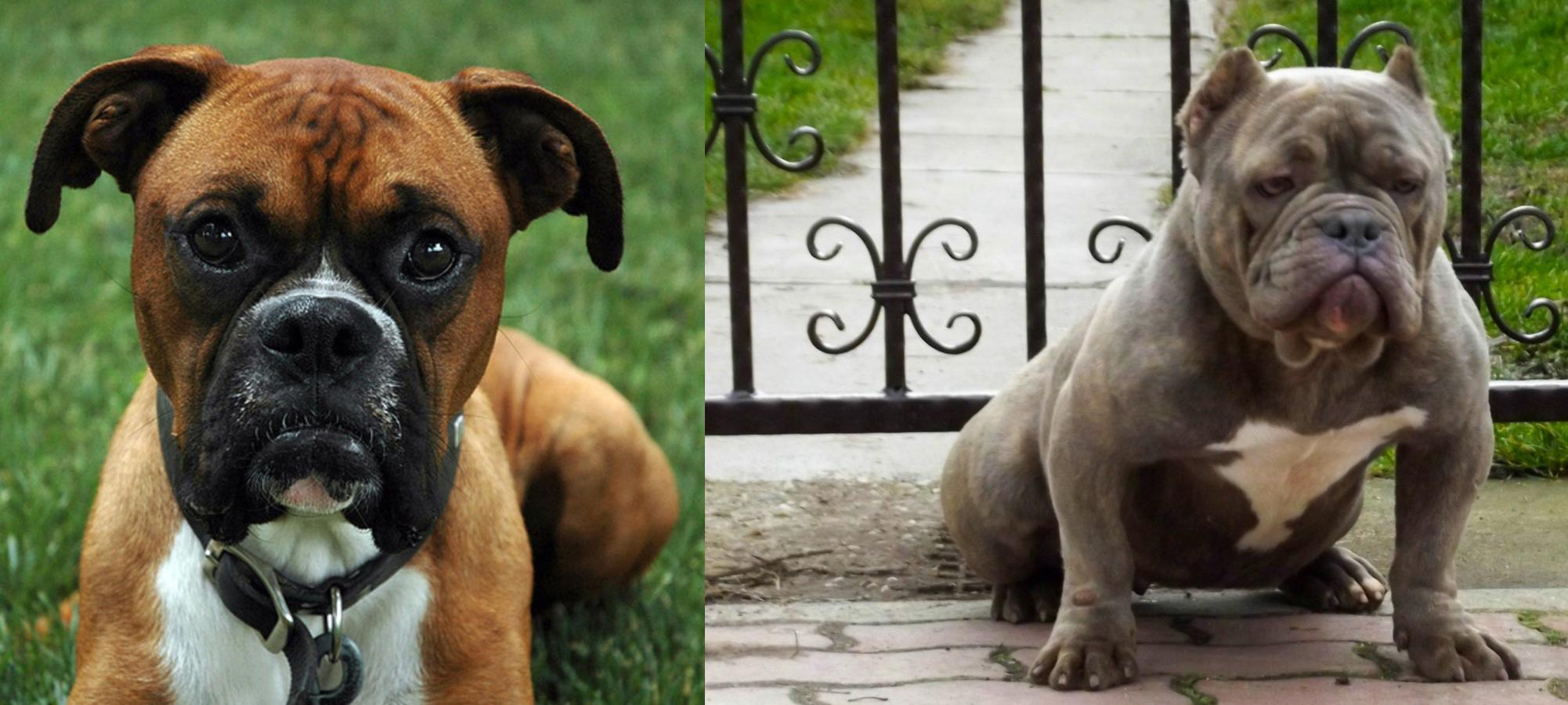 American Bully vs Boxer - Breed Comparison | MyDogBreeds