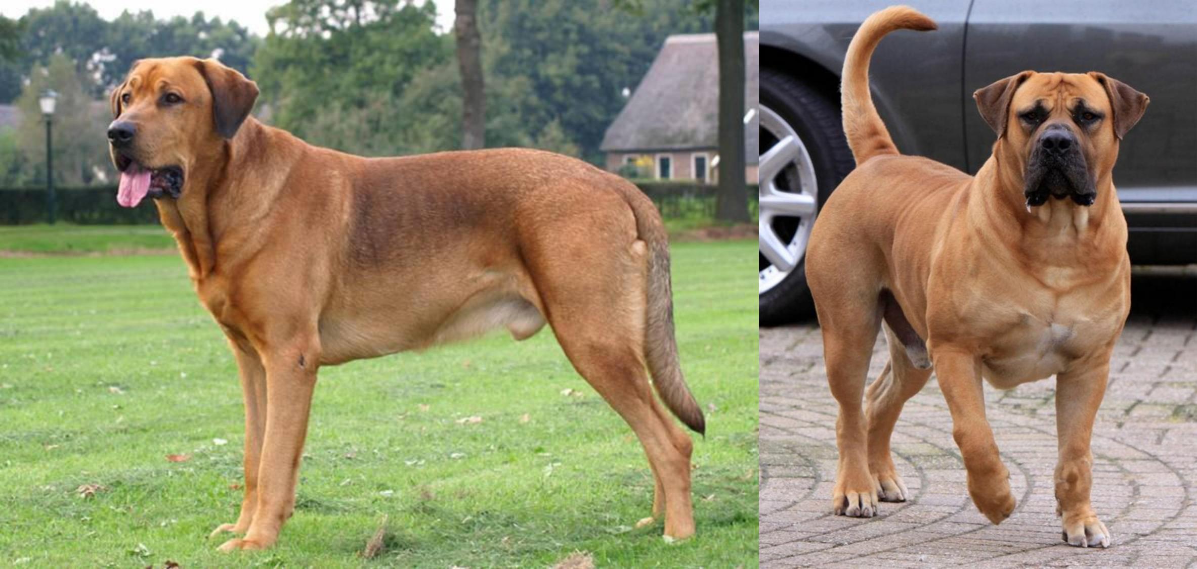 Broholmer vs Boerboel - Breed Comparison | MyDogBreeds