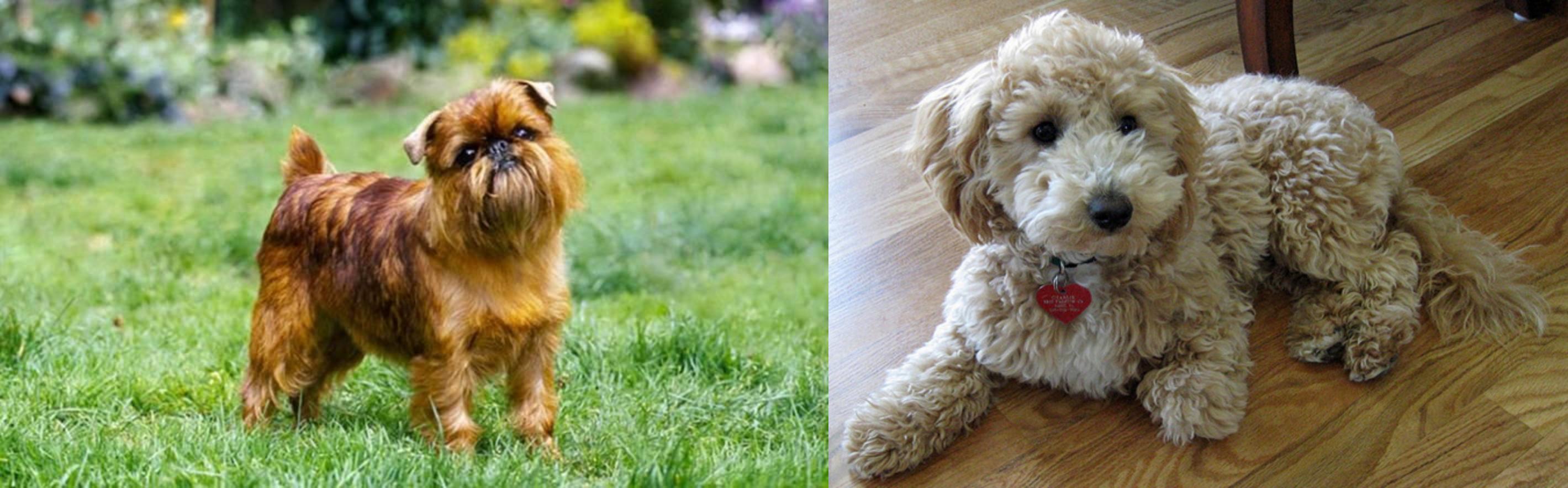 Brussels Griffon vs Bichonpoo - Breed Comparison | MyDogBreeds